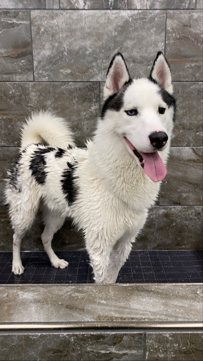 PieBald Husky Spotted - Stud Dog in Florida , United States | Breed ...