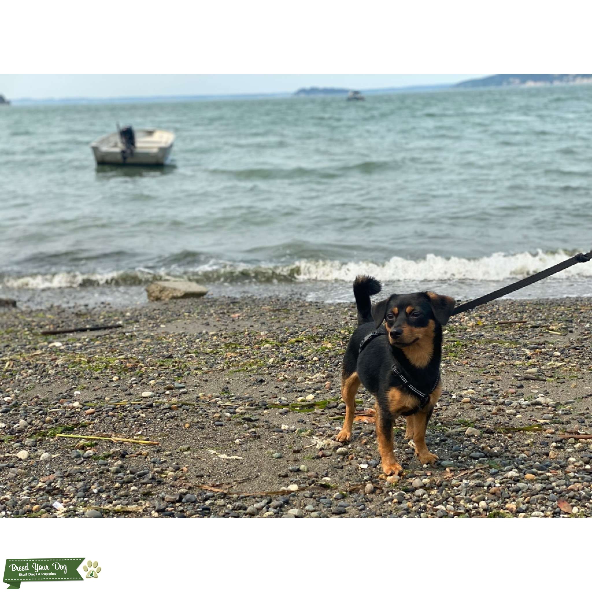 Dashalier (Dachshund/King Charles) - Stud Dog in Oregon, United States ...