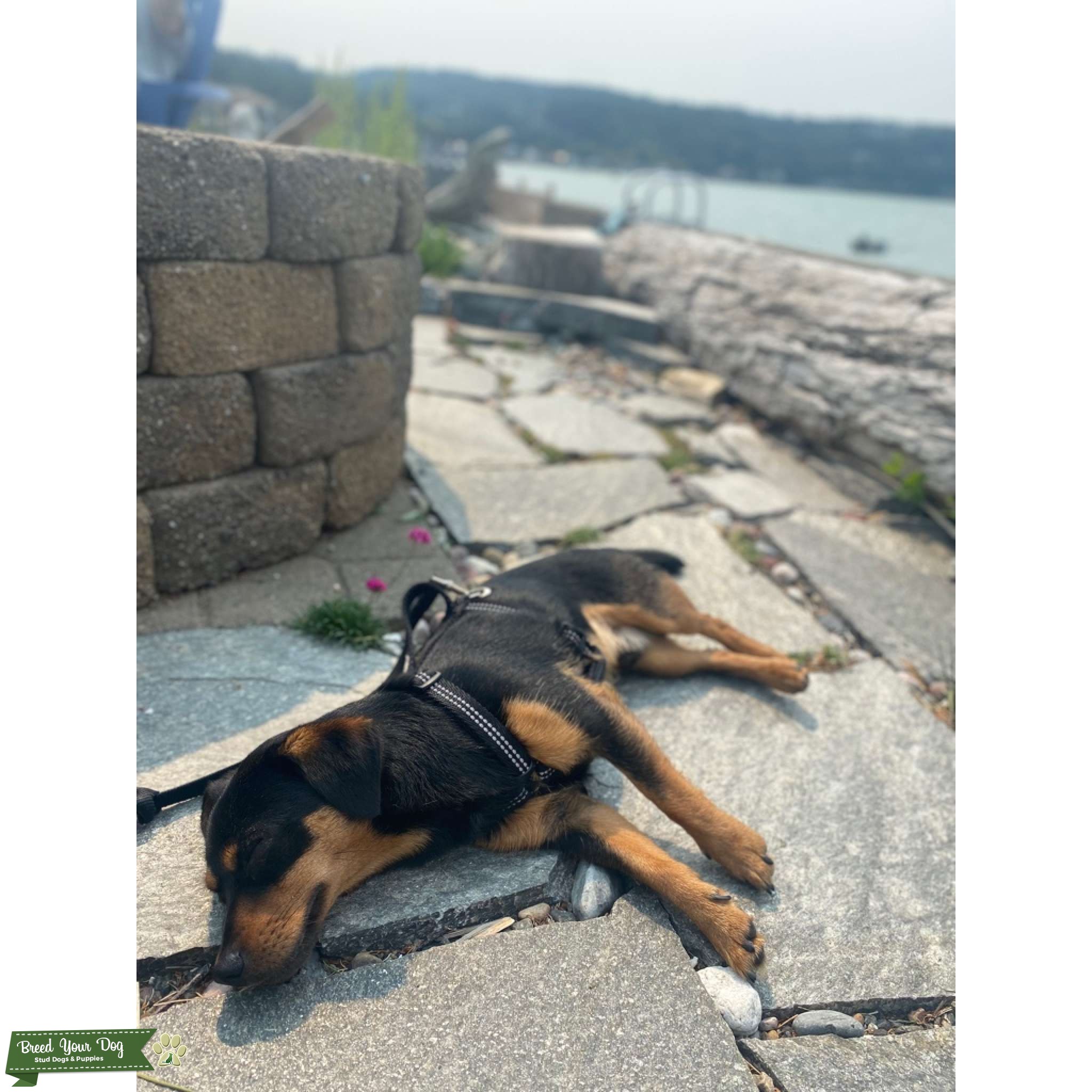 Dashalier (Dachshund/King Charles) - Stud Dog in Oregon, United States ...