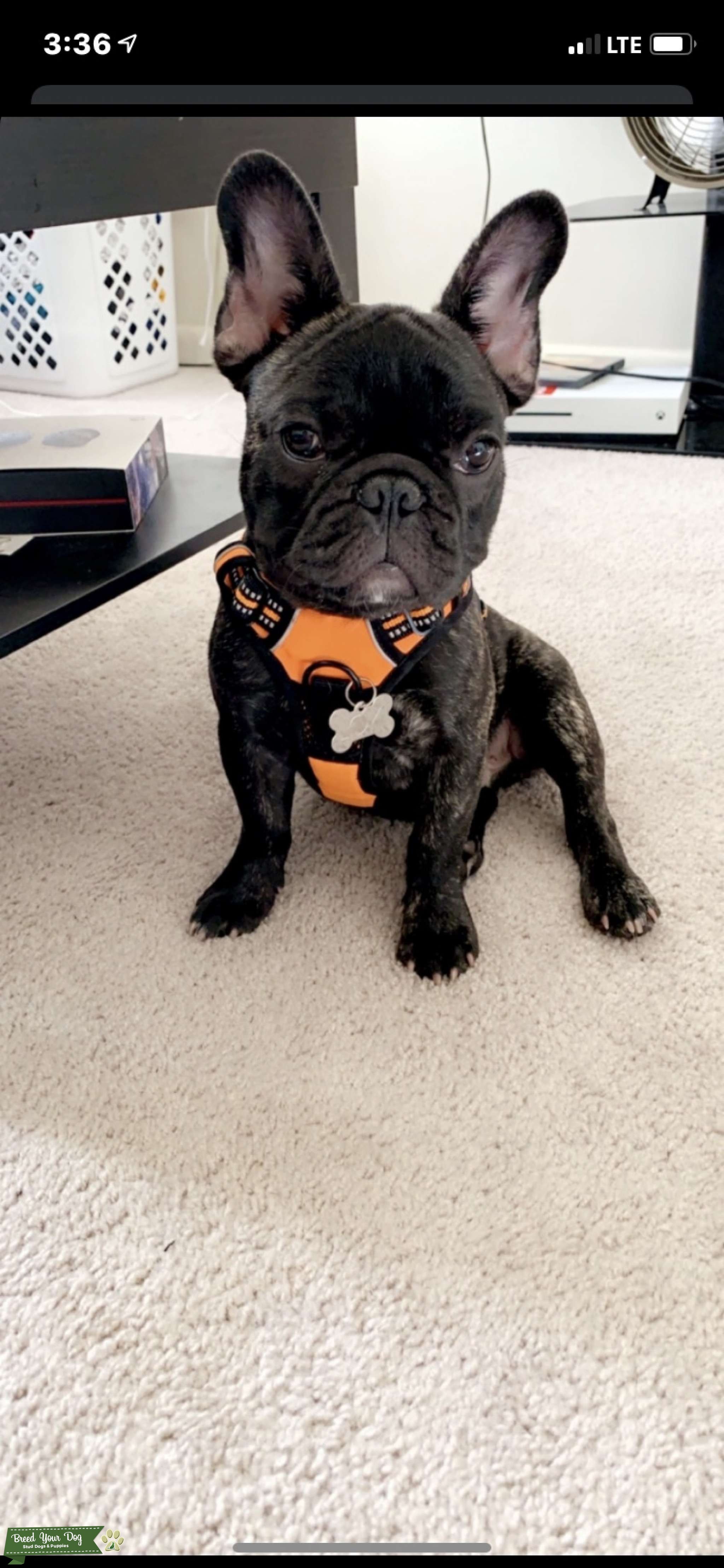 2 year old Male Frenchie - Stud Dog in Maryland , the United States ...