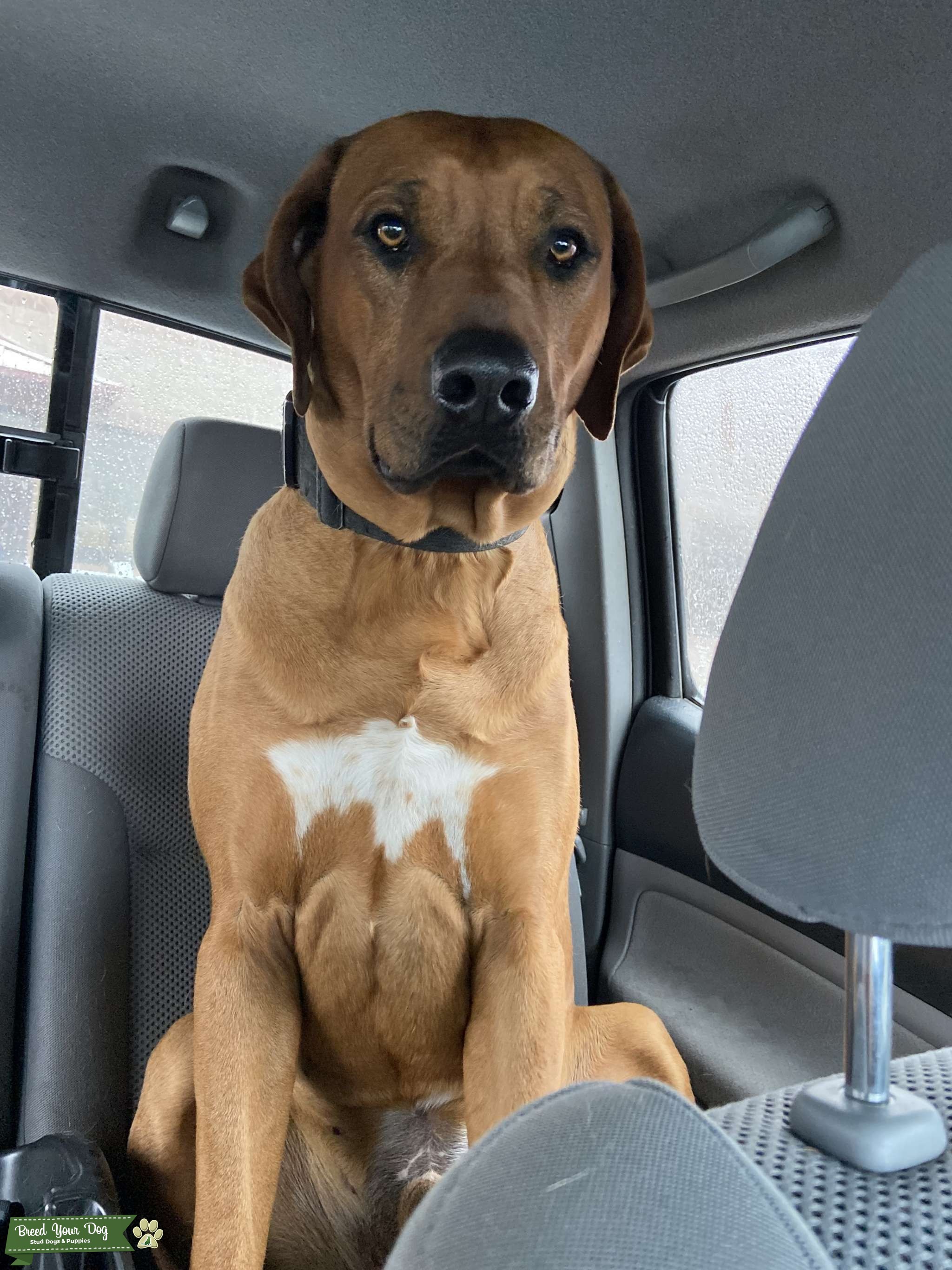 Rhodesian Ridgeback - Stud Dog in Colorado Springs, United States ...