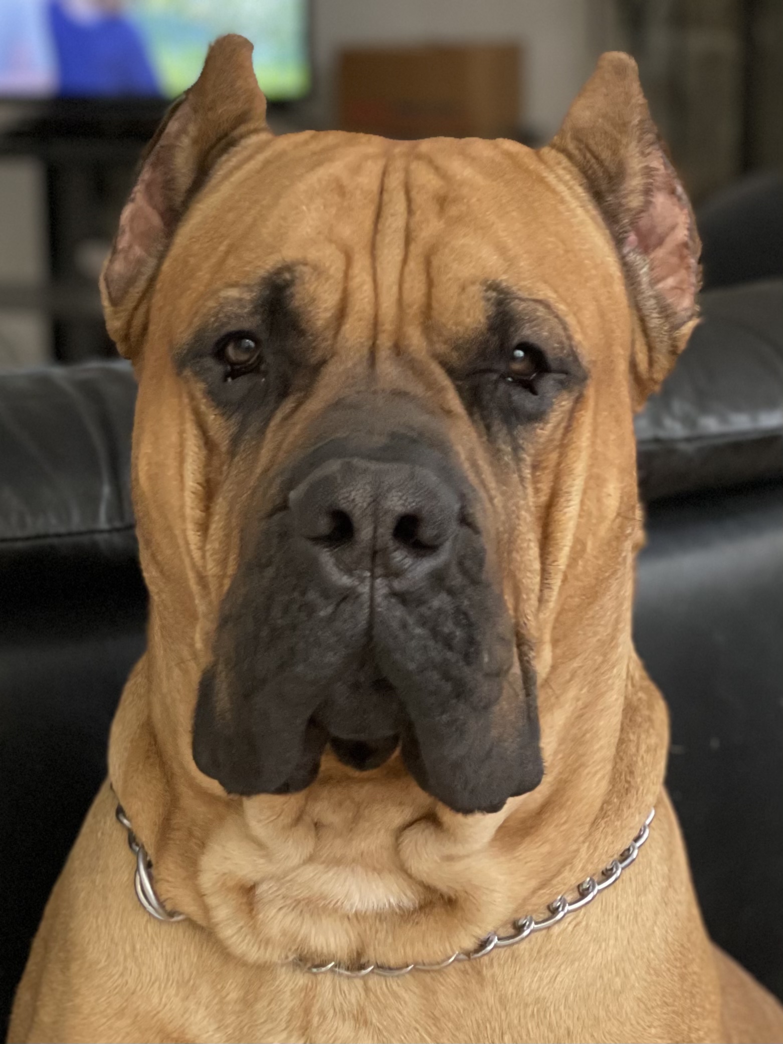 Presa Canario - Stud Dog in Maryland, United States | Breed Your Dog