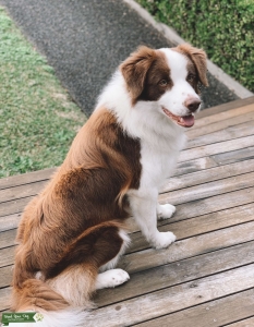 Border Collie Stud Dogs Available Now in Australia | Breed Your Dog