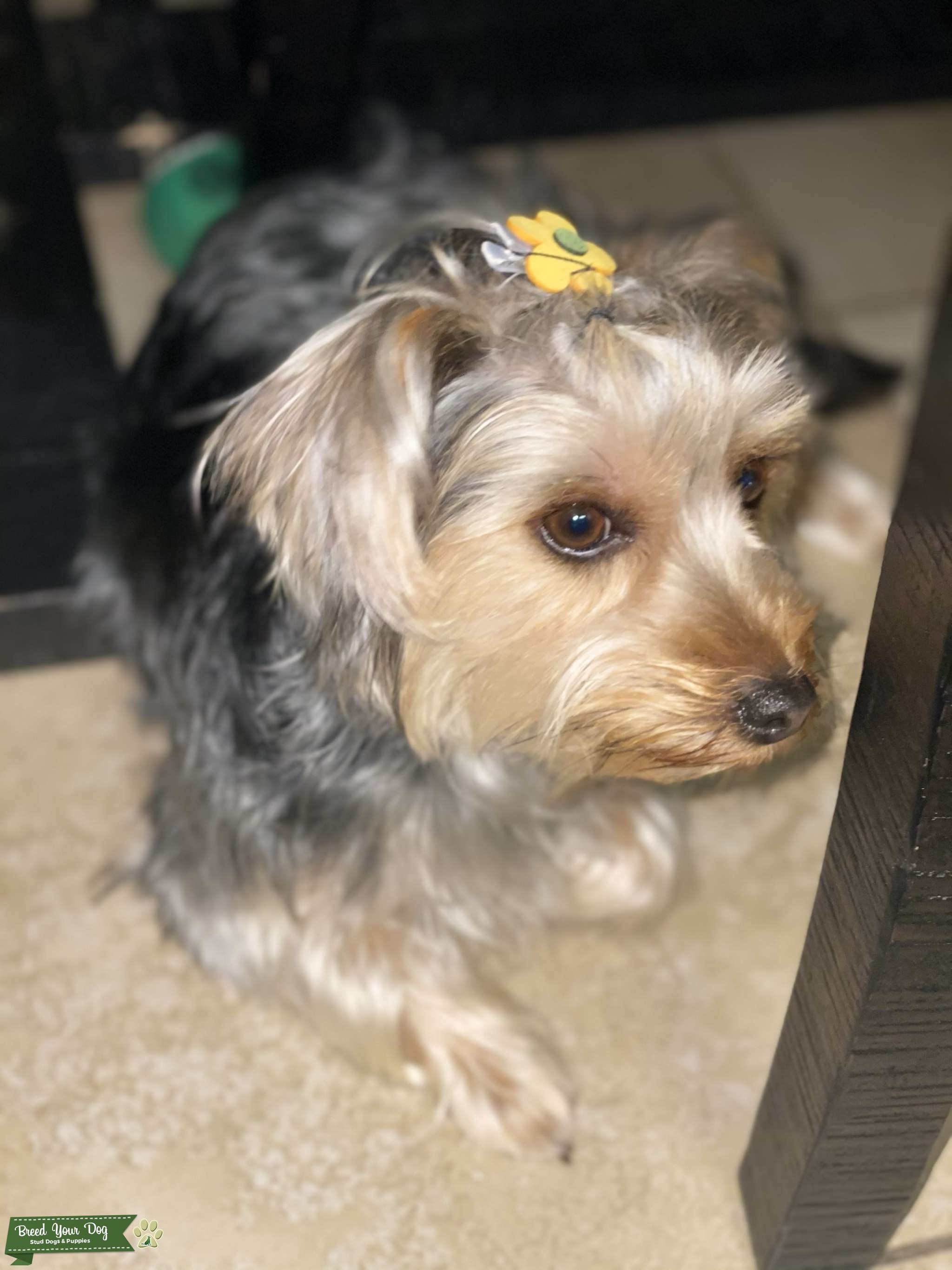 Female Yorkie - Stud Dog in Katy , United States | Breed Your Dog
