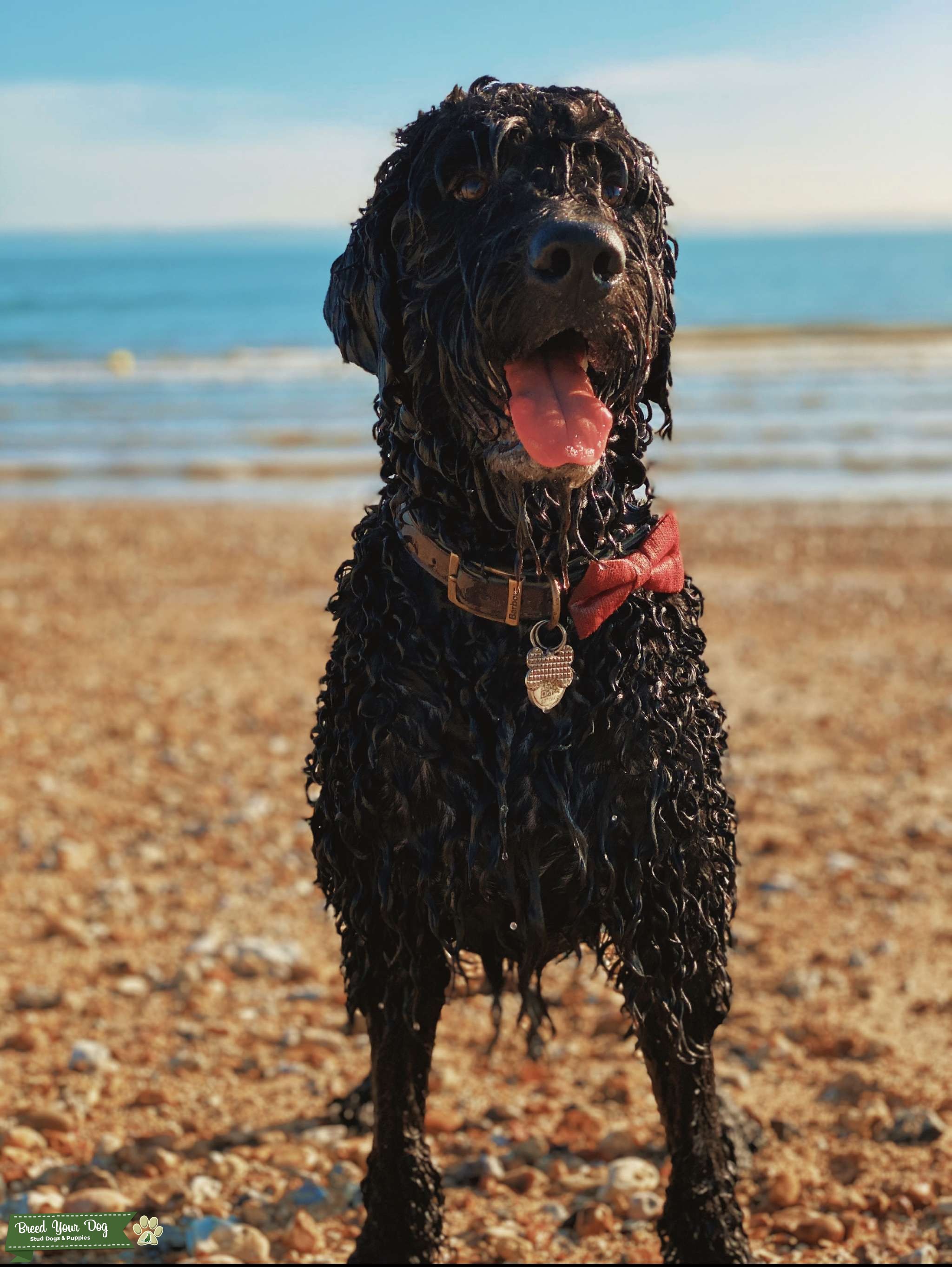 Large F2 Labradoodle - Stud Dog Hampshire - Breed Your Dog
