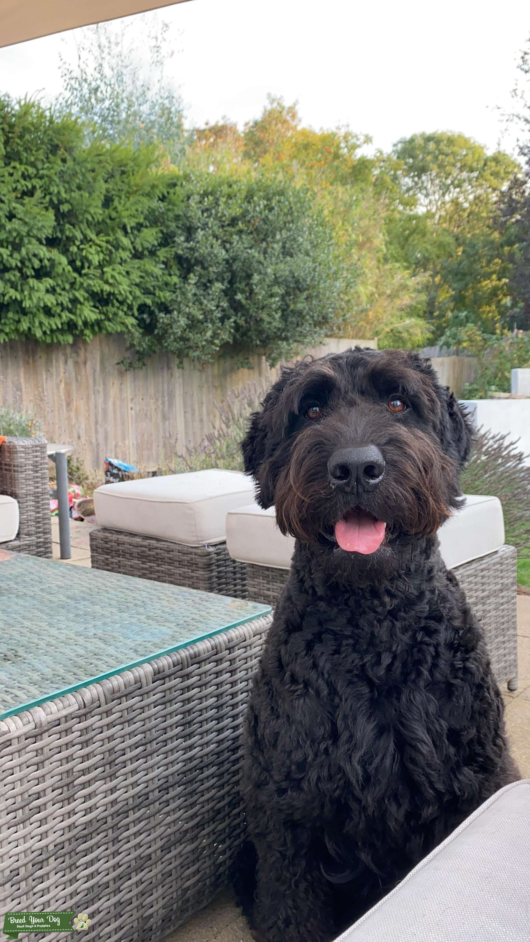 Large F2 Labradoodle - Stud Dog in Hampshire , the United Kingdom ...