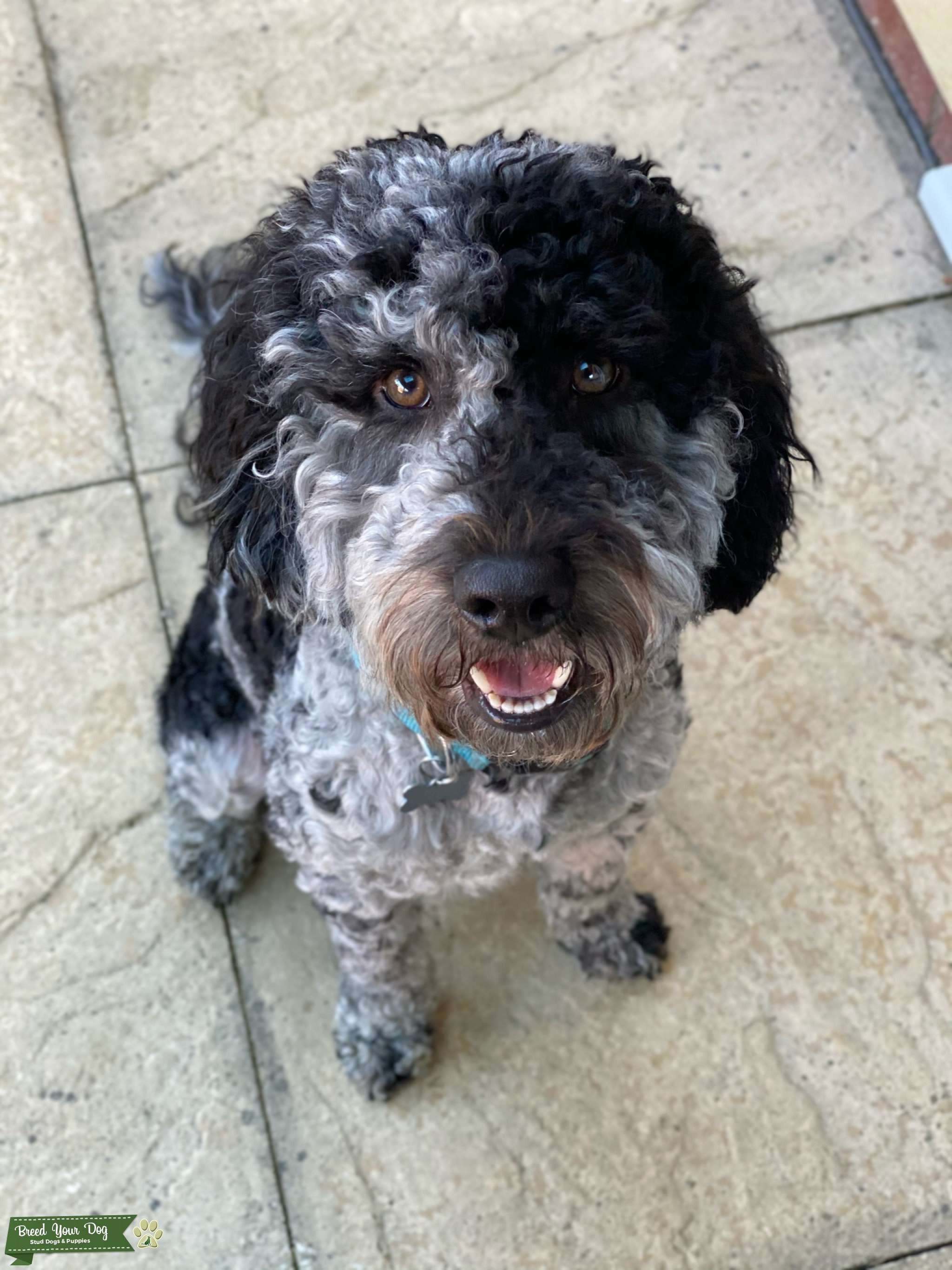 Blue Merle Cockapoo - Stud Dog in Gloucestershire , the United States ...