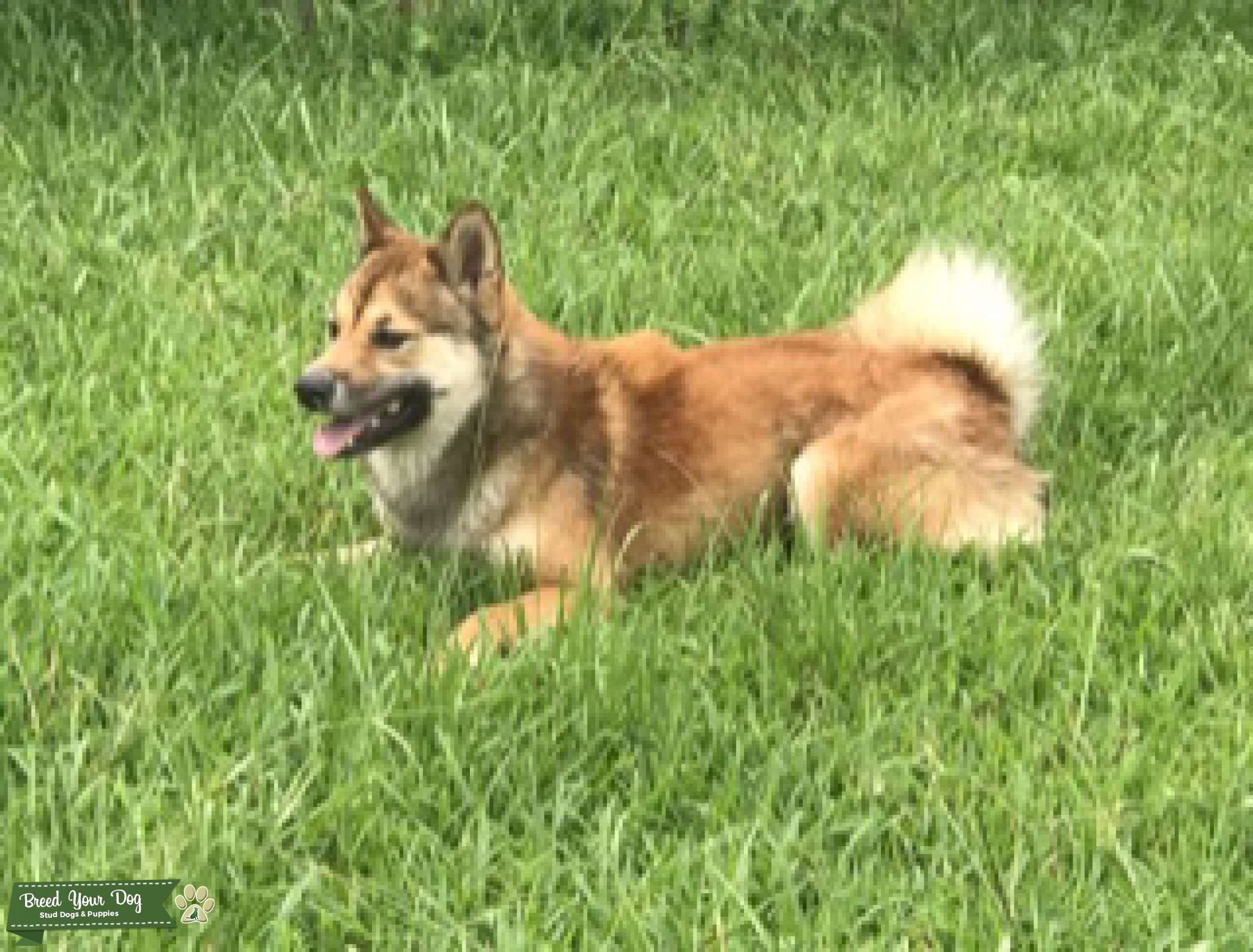 Red Sesame Shiba Inu Stud - Stud Dog in Located in New Orleans, LA, the ...