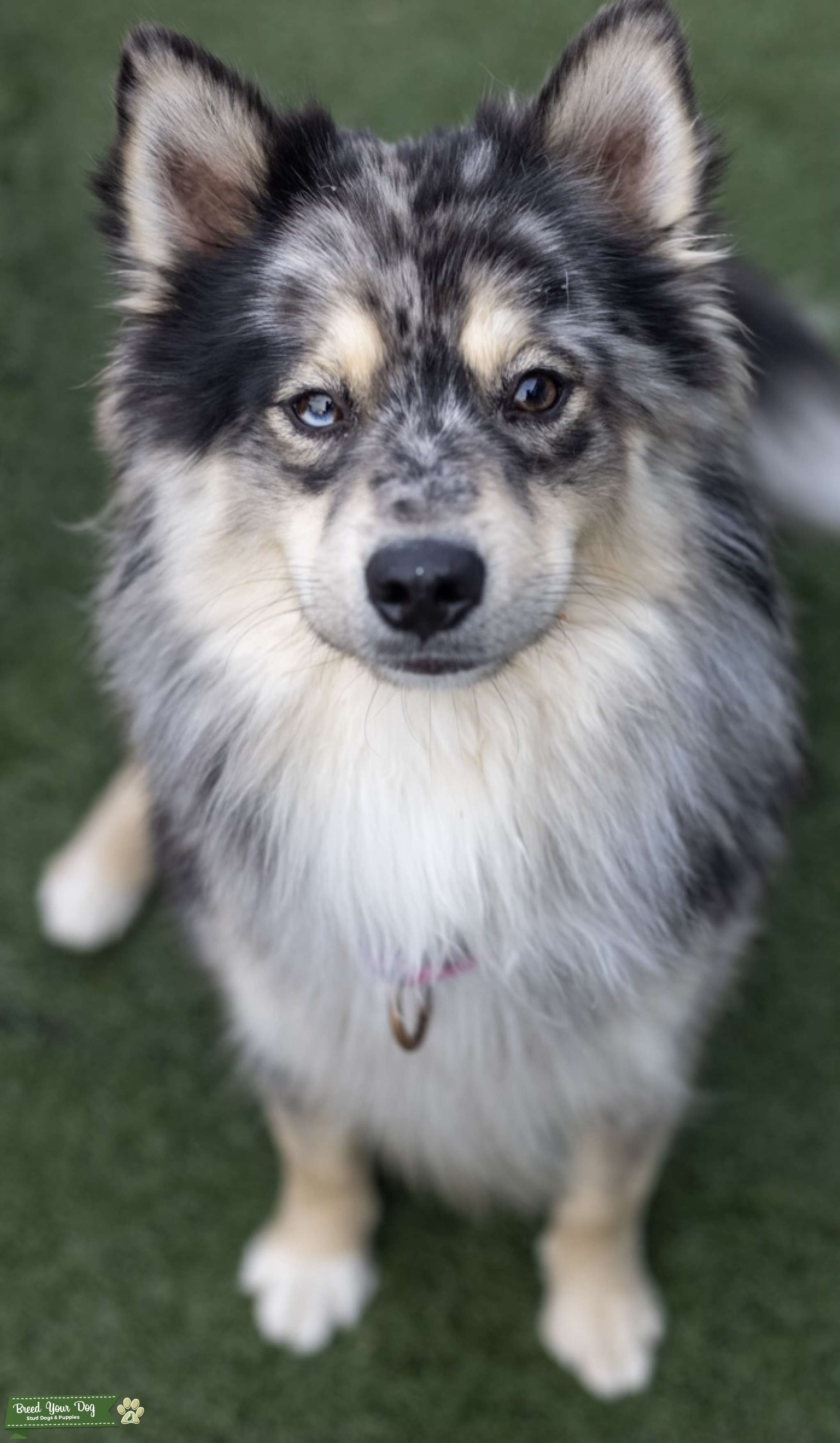 Pomsky Blue Merle Coloring - Stud Dog in Florida, the United States ...