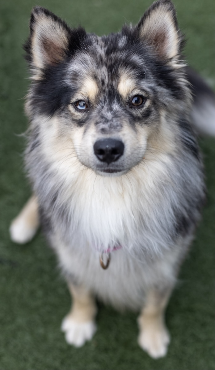 Pomsky Blue Merle Coloring - Stud Dog in Florida, United States | Breed ...