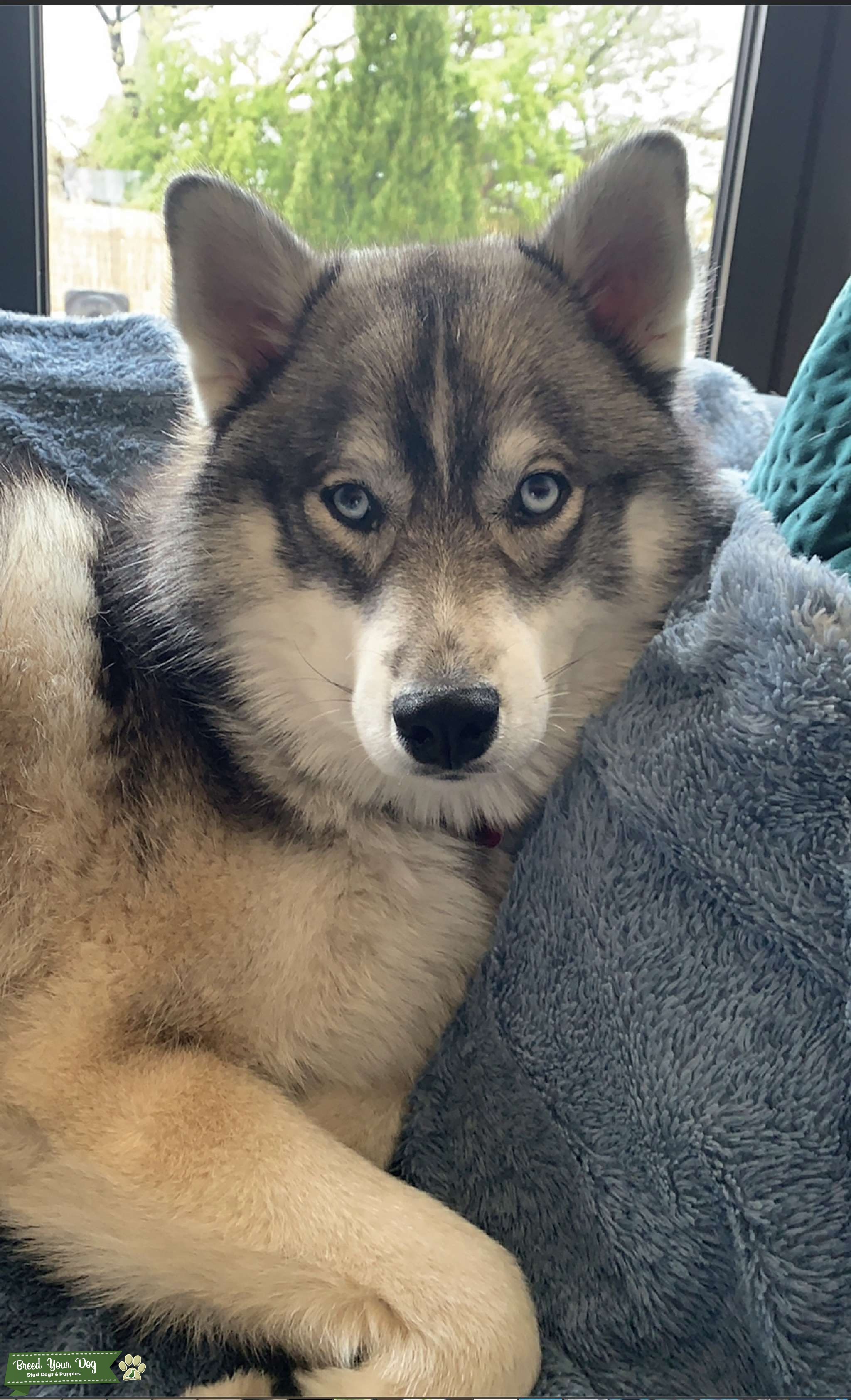 Stunning Blue eyed Pomsky Stud dog - Stud Dog in south lanarkshire ...