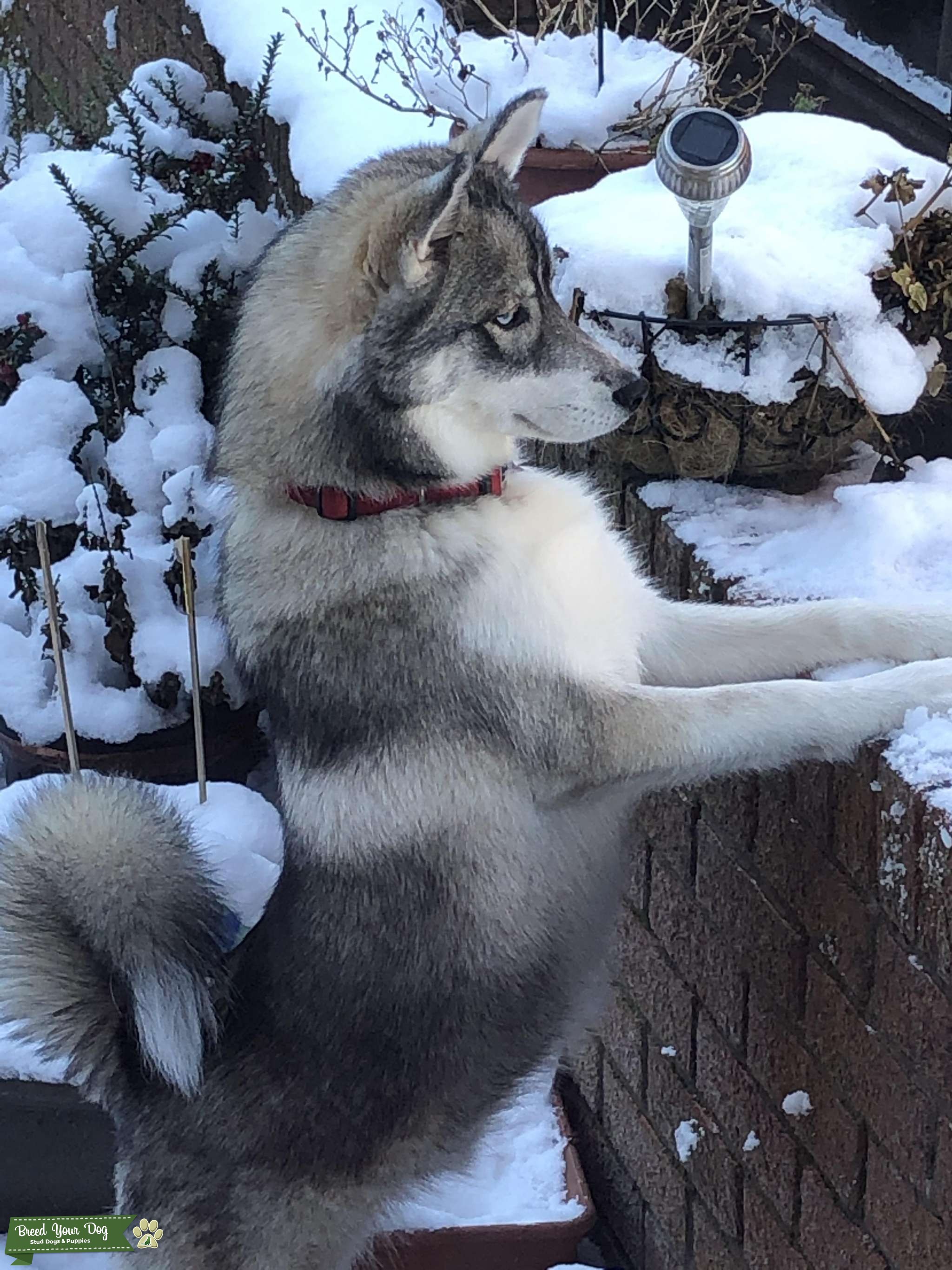 Stunning Blue eyed Pomsky Stud dog - Stud Dog in south lanarkshire ...