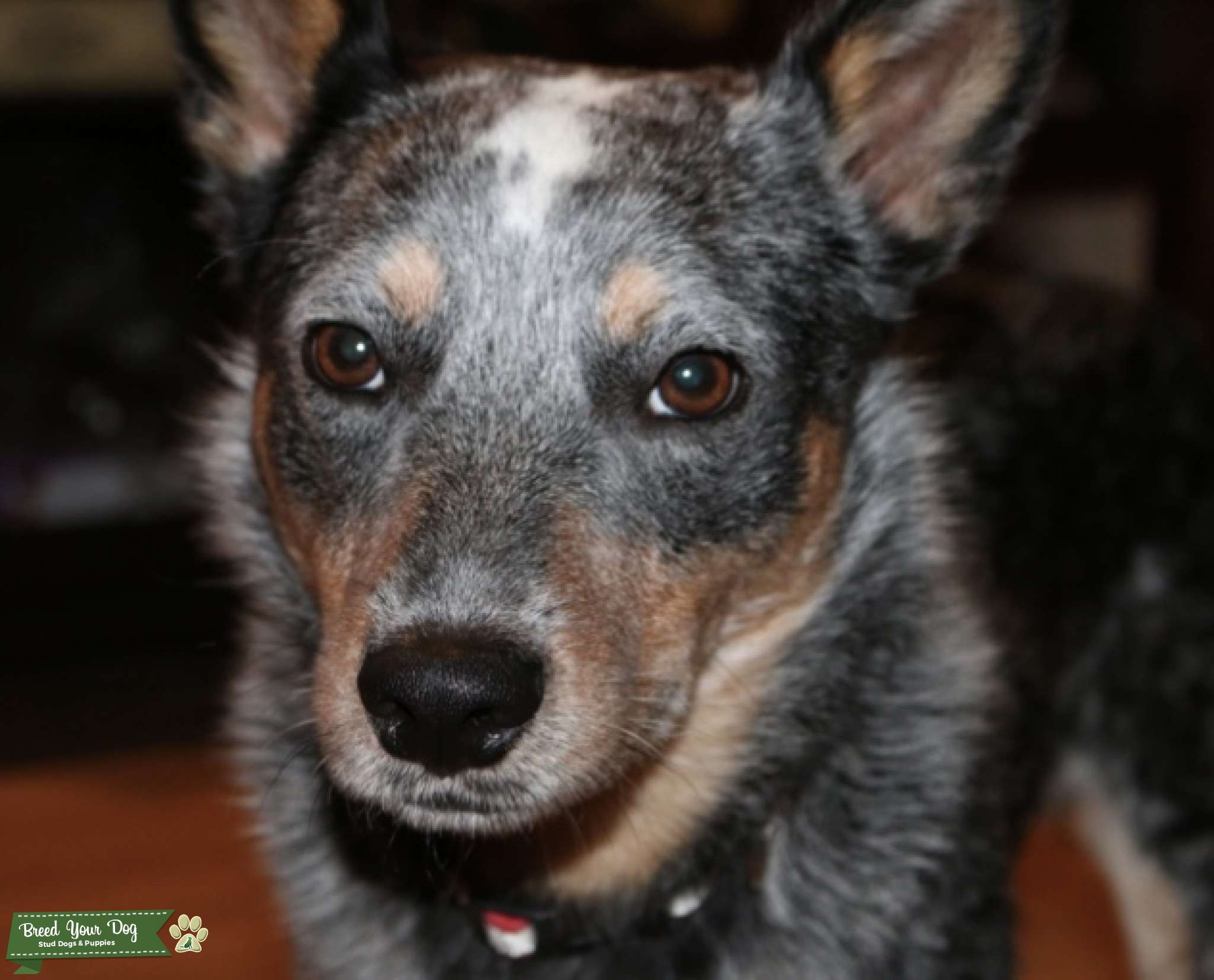 Blue Heeler stud (Australian cattle dog) - Stud Dog in Southern ...