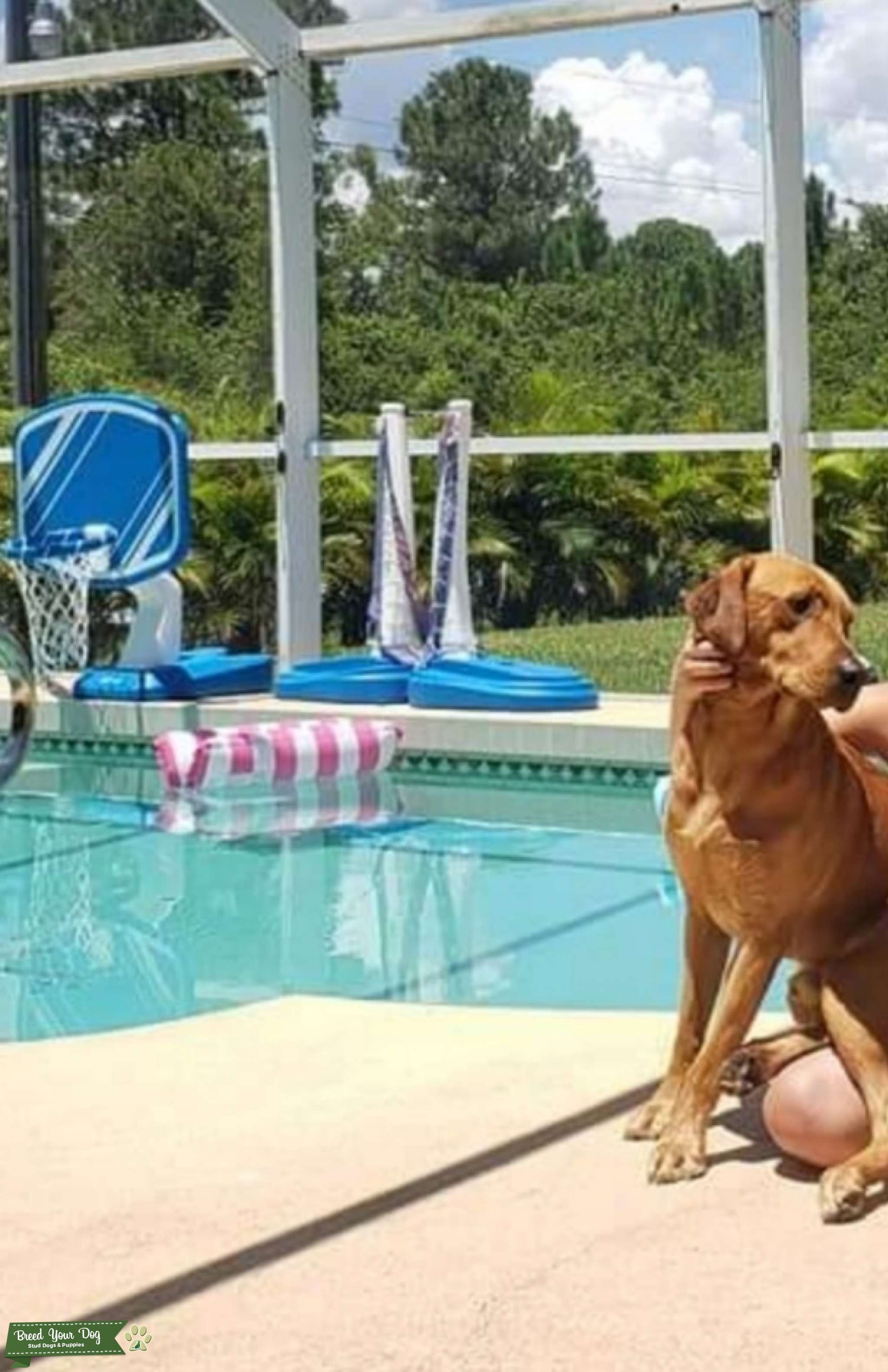 Red fox lab - Stud Dog in Florida, the United States | Breed Your Dog