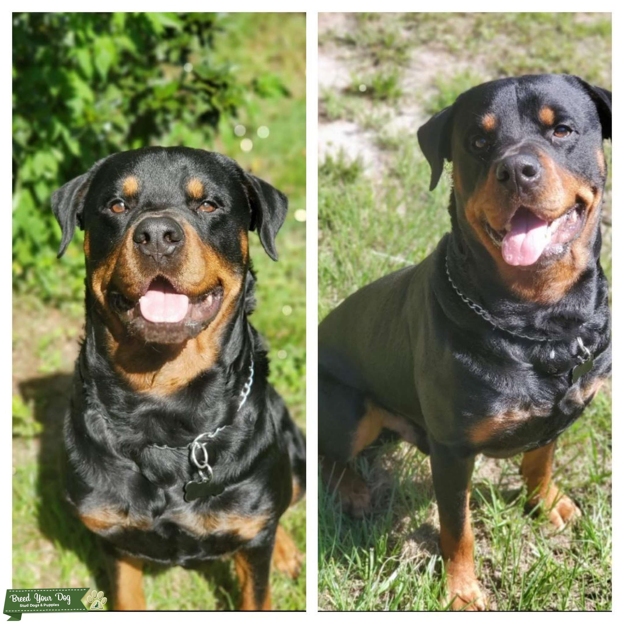 ROTTWEILER - Stud Dog in FL, the United States | Breed Your Dog