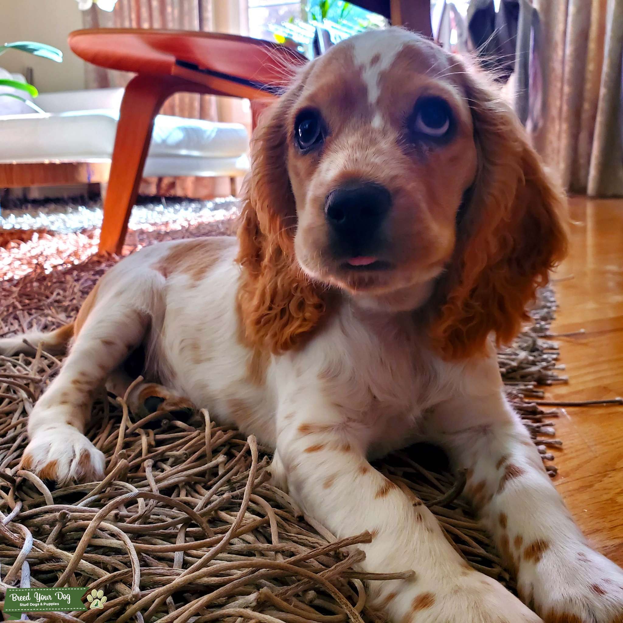 Most Handsome Cocker Spaniel - Stud Dog in CA, the United States ...