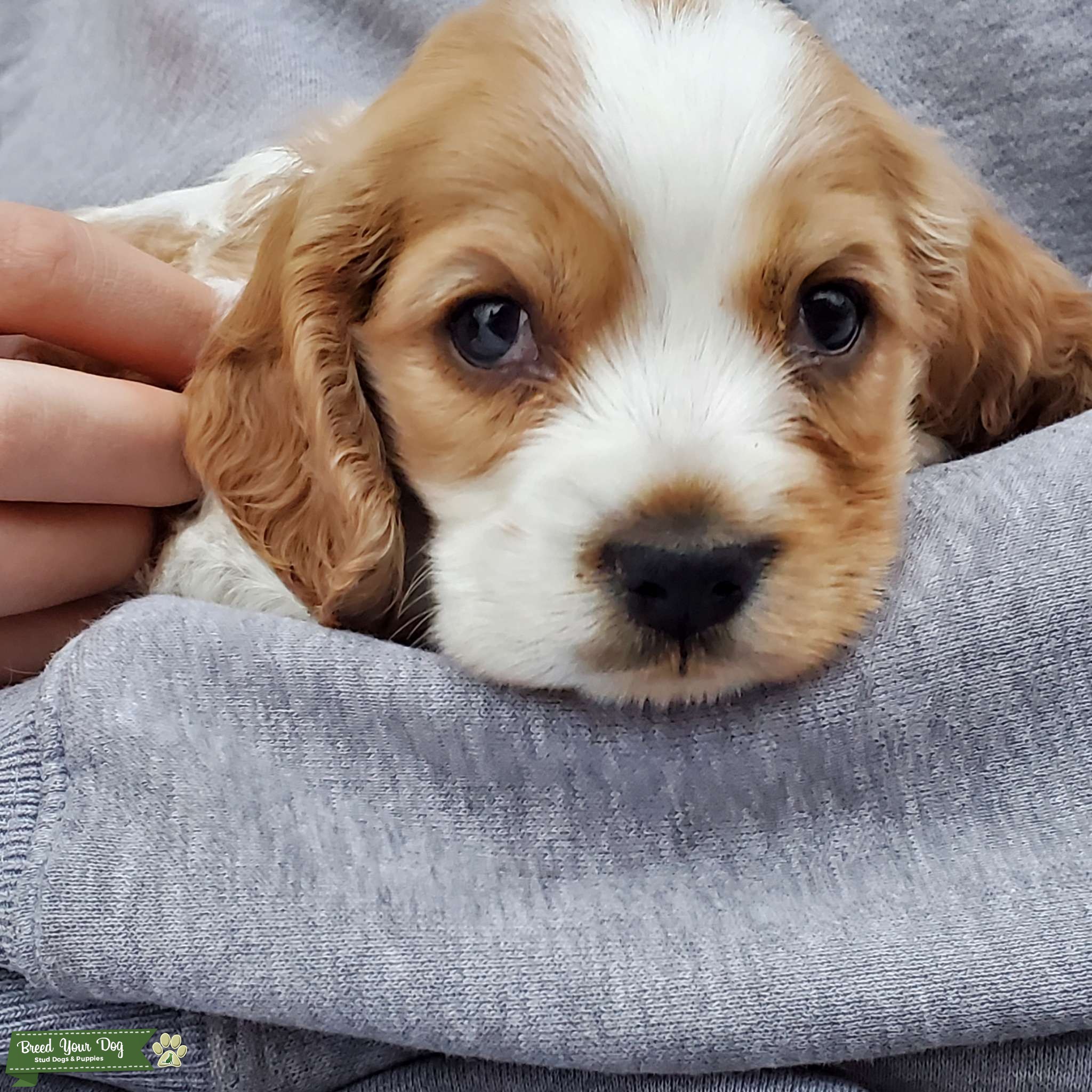 Most Handsome Cocker Spaniel - Stud Dog CA - Breed Your Dog