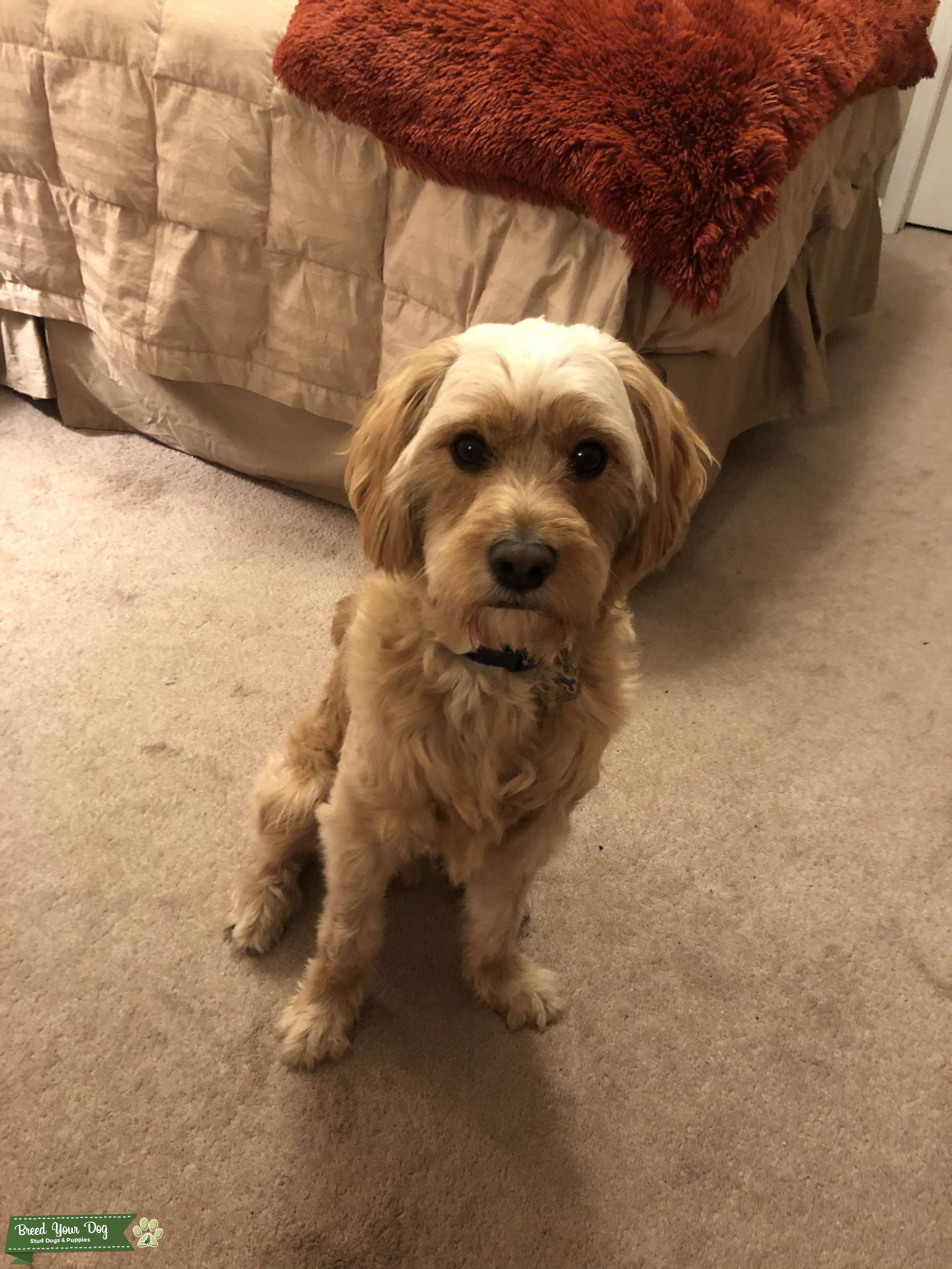 Cavapoo - Stud Dog in Albany, the United States | Breed Your Dog