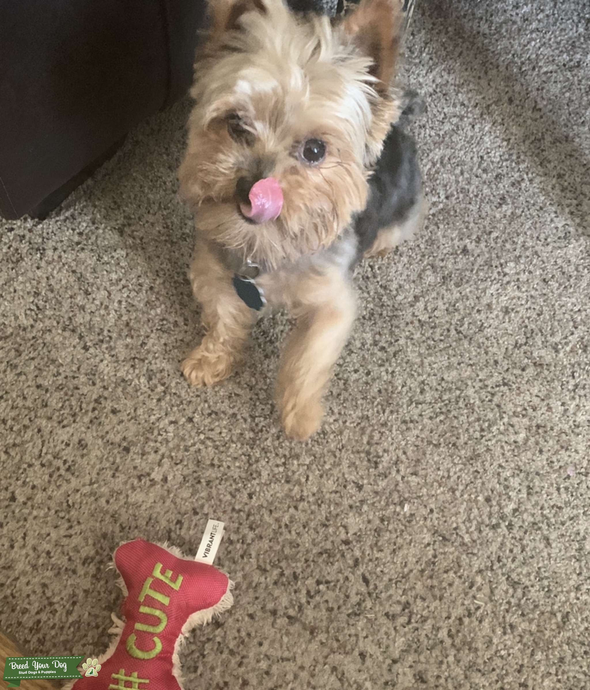 5lb black and Brown Yorkie - Stud Dog Oklahoma - Breed Your Dog