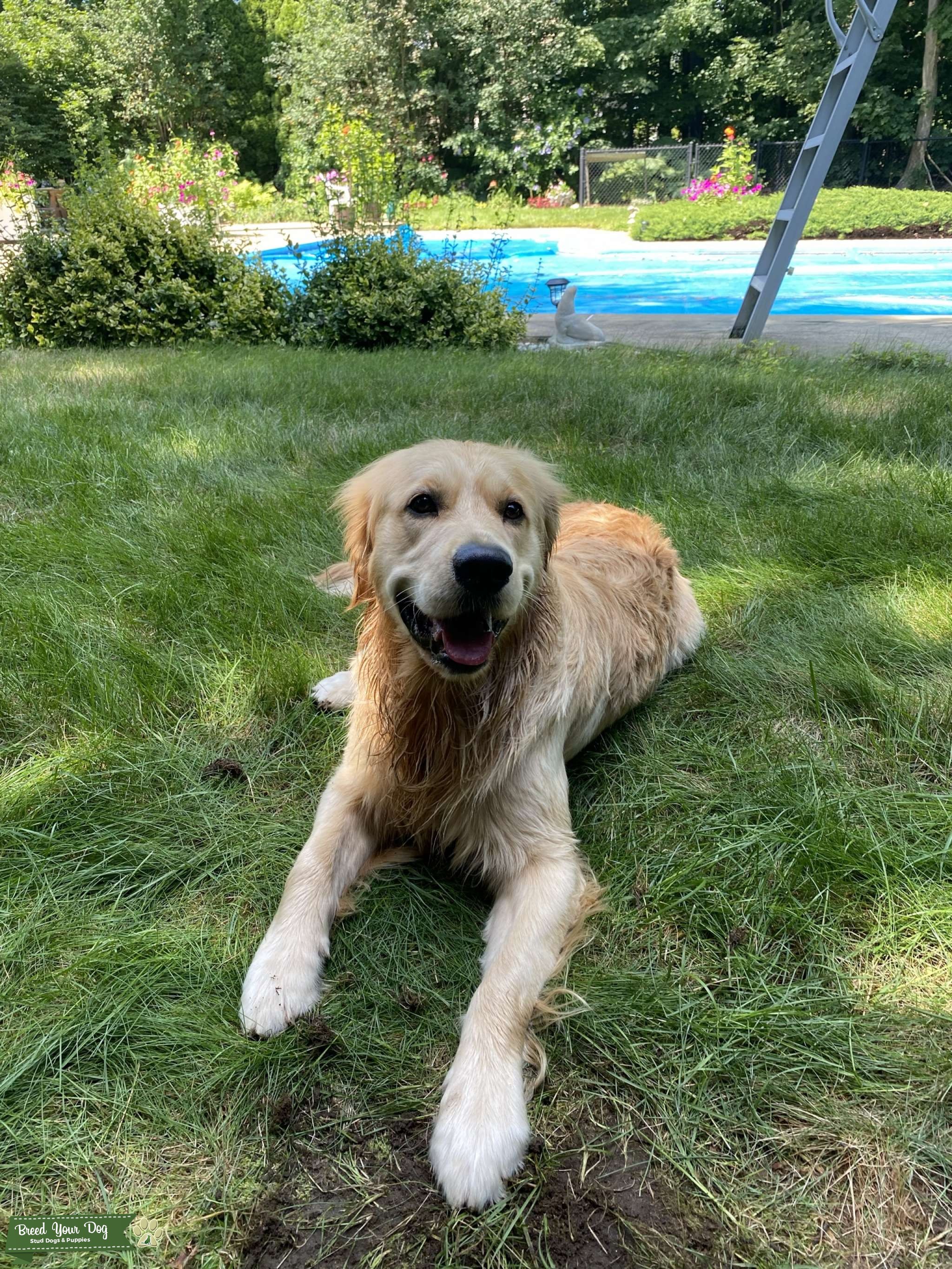 Looking for a mate - Stud Dog in Middlesex county , the United States ...