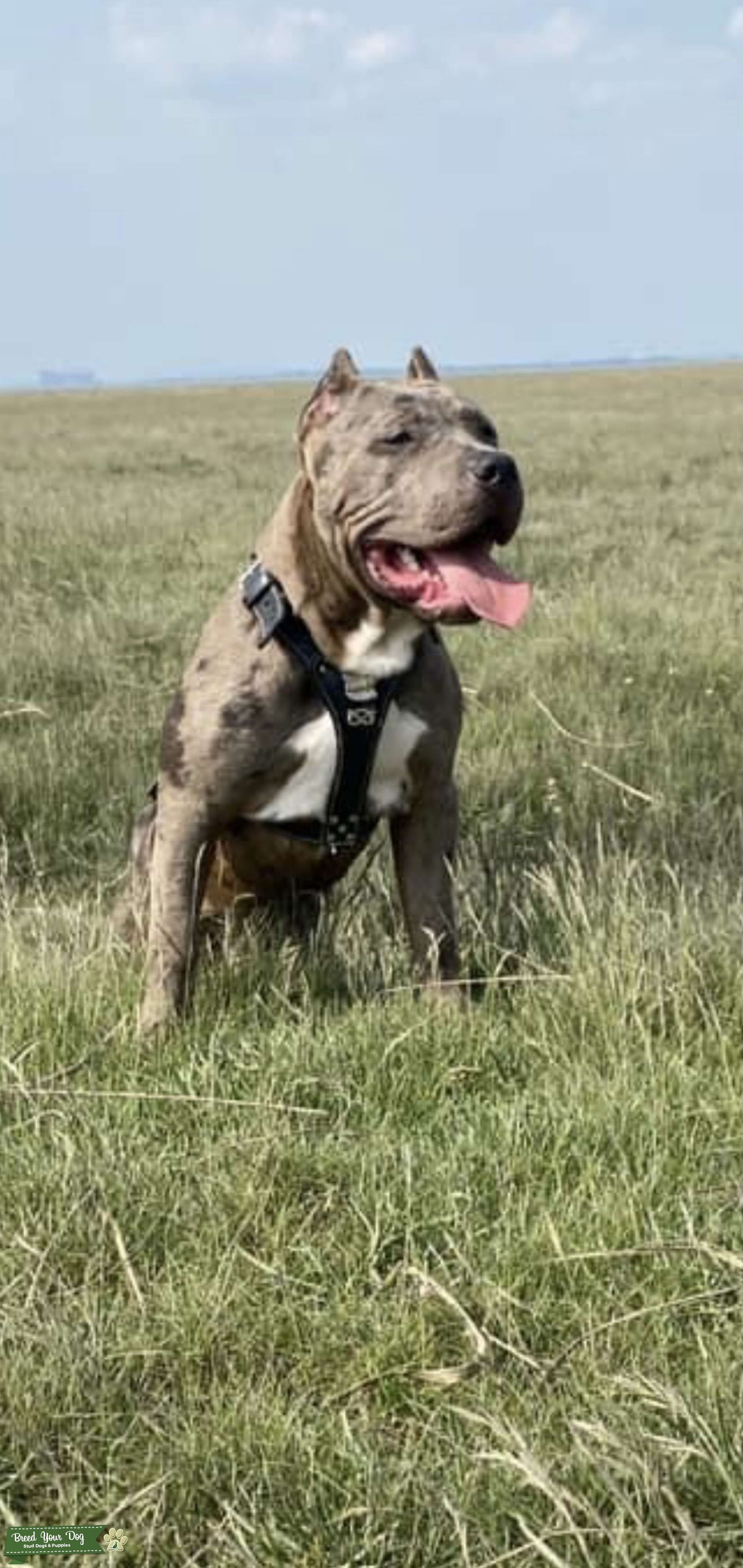 BLUE MERLE XL BULLY FOR STUD - Stud Dog Lancashire - Breed Your Dog