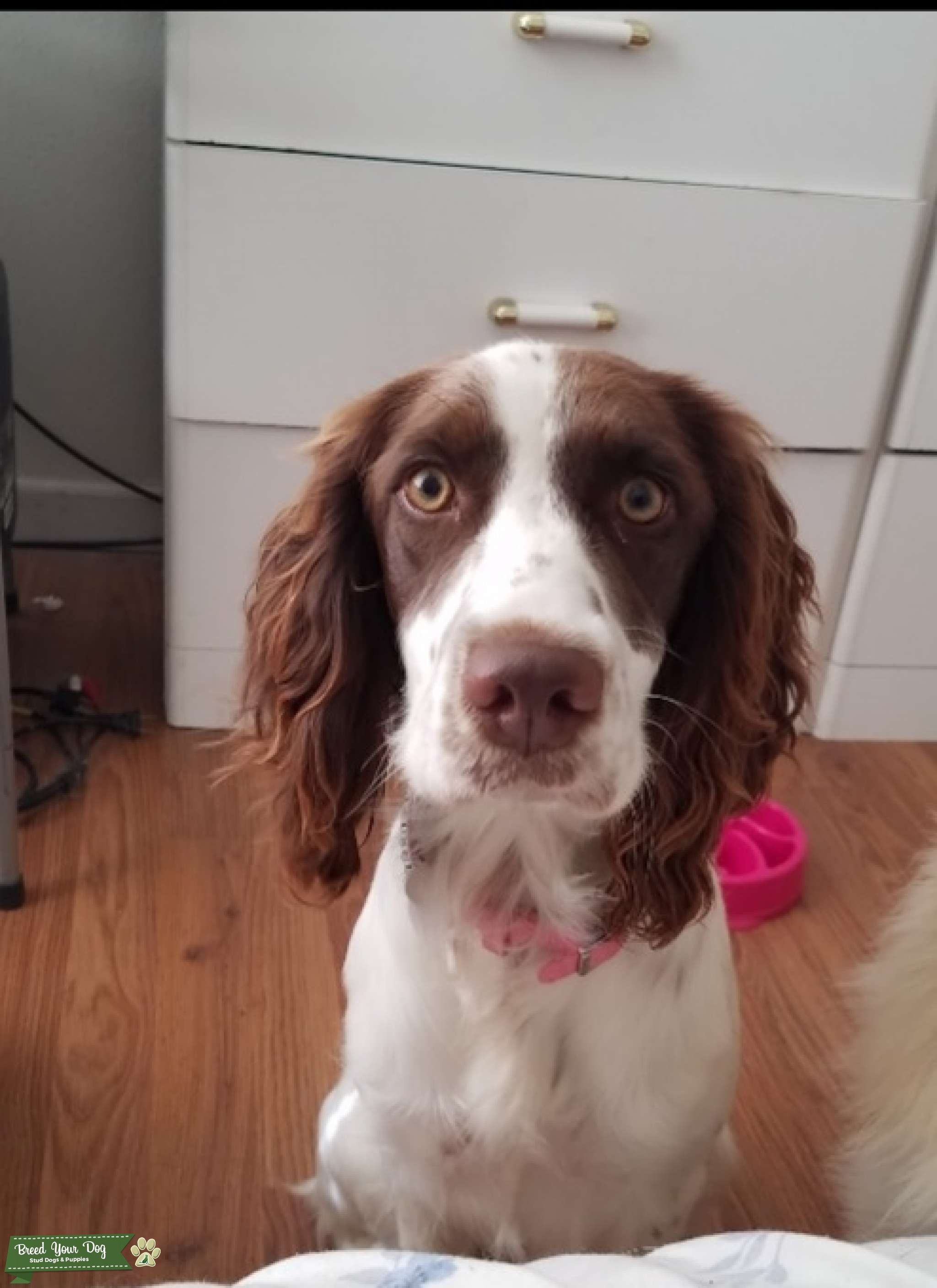 Springer spaniel - Stud Dog in CA, United States | Breed Your Dog