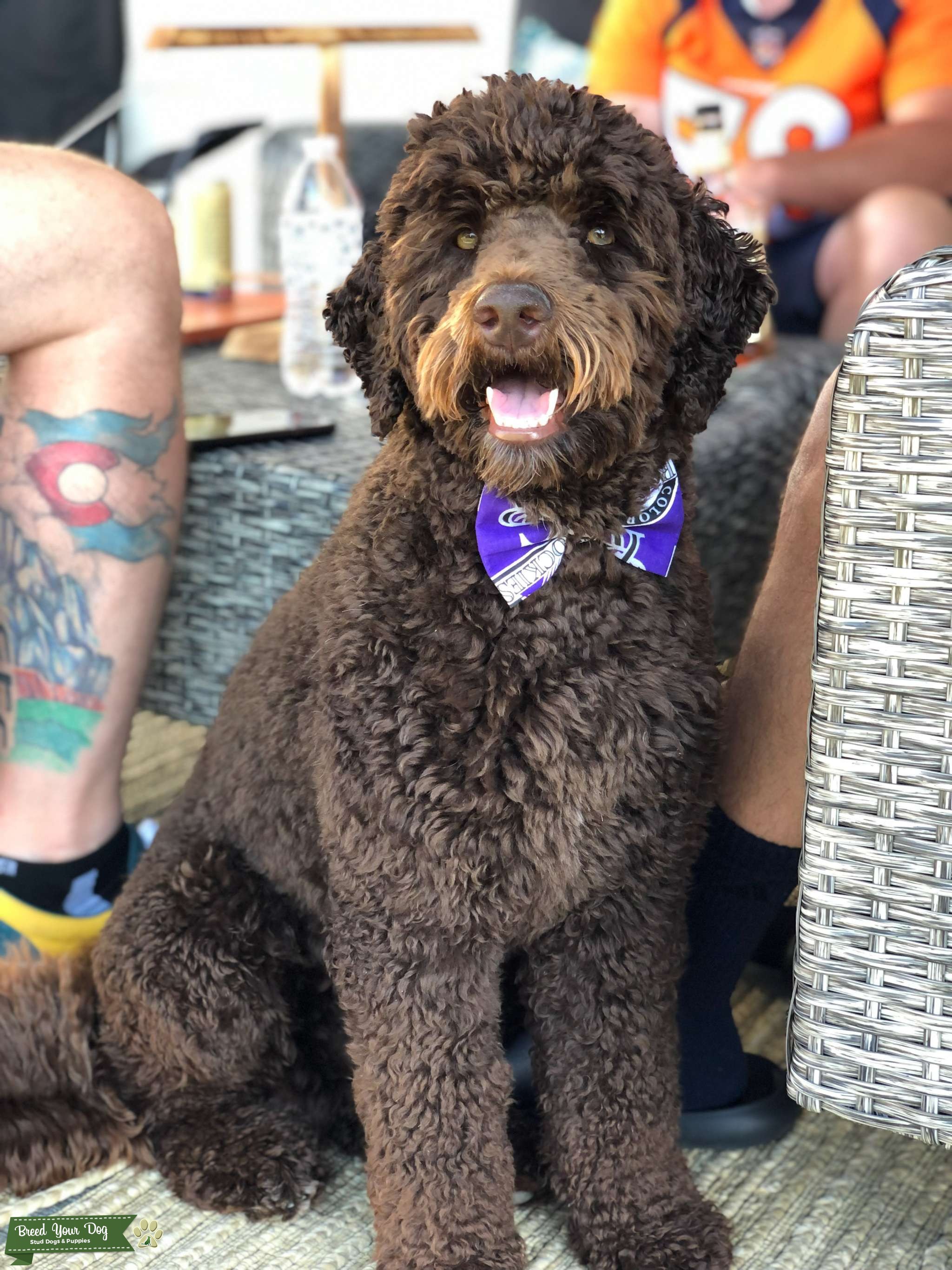 F1B Aussiedoodle - Stud Dog Colorado - Breed Your Dog