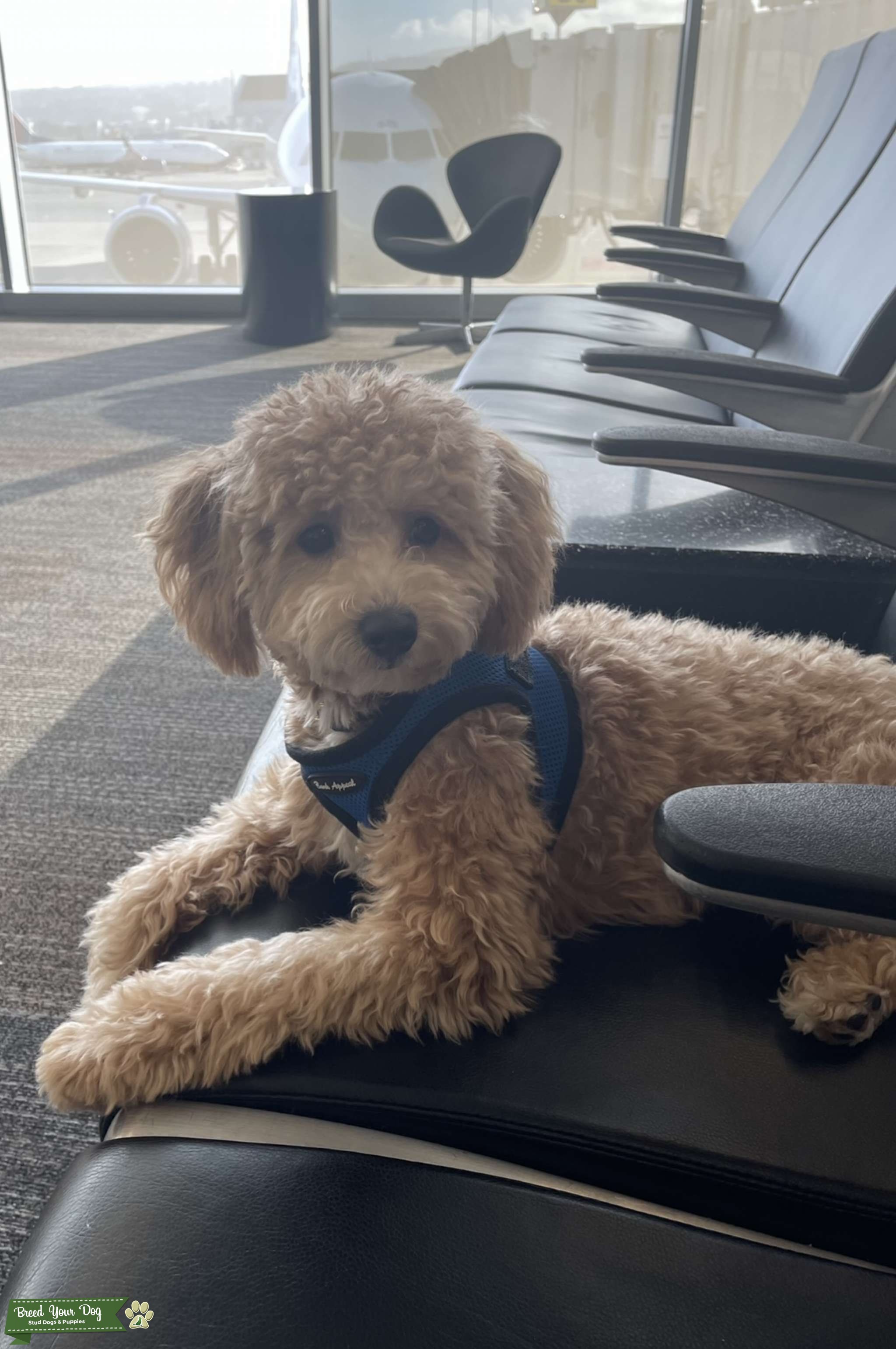 Miniature Poodle Stud - Stud Dog in Los Angeles, the United States ...