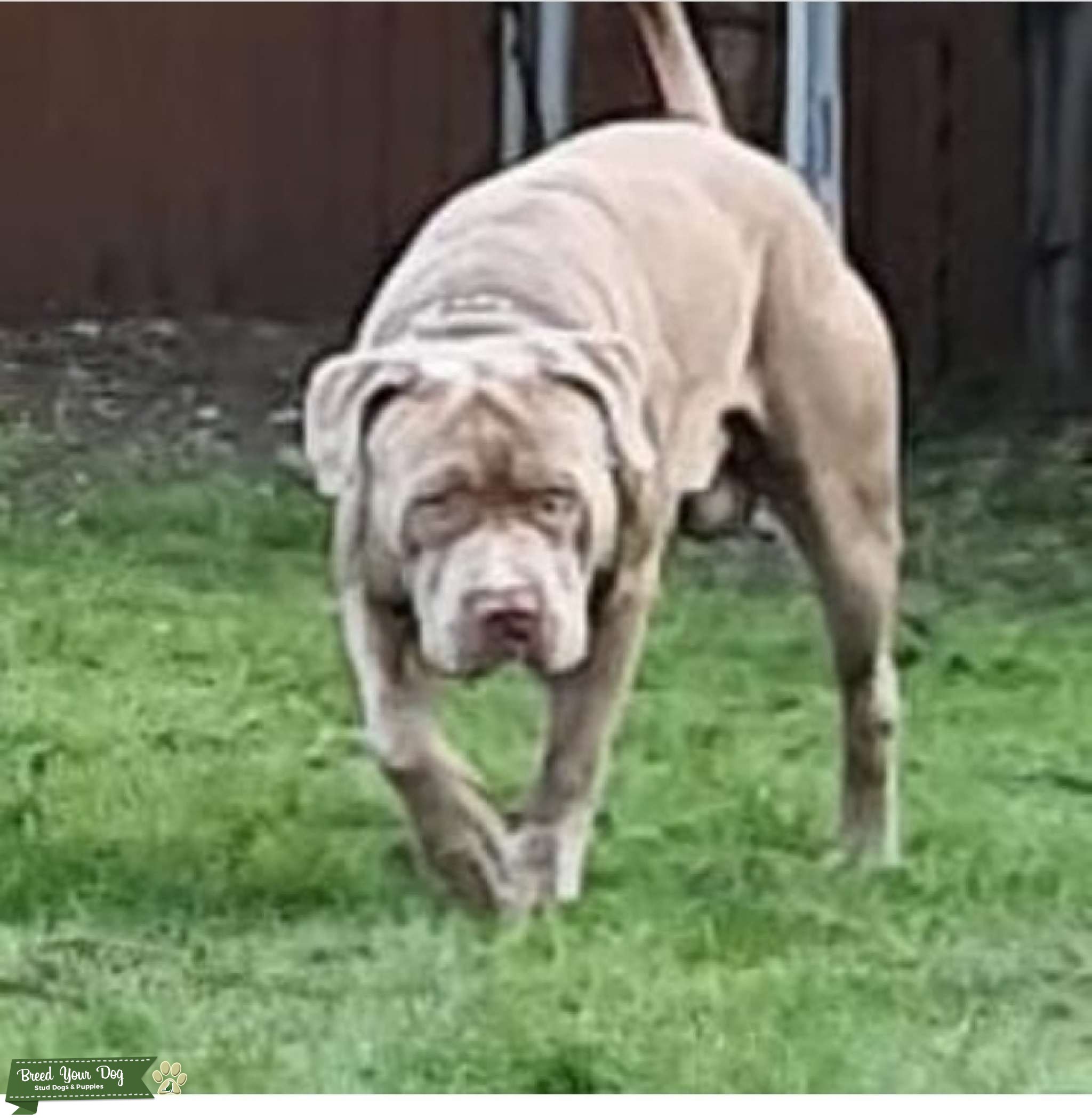 bully xl champagne colour - Stud Dog croydon - Breed Your Dog