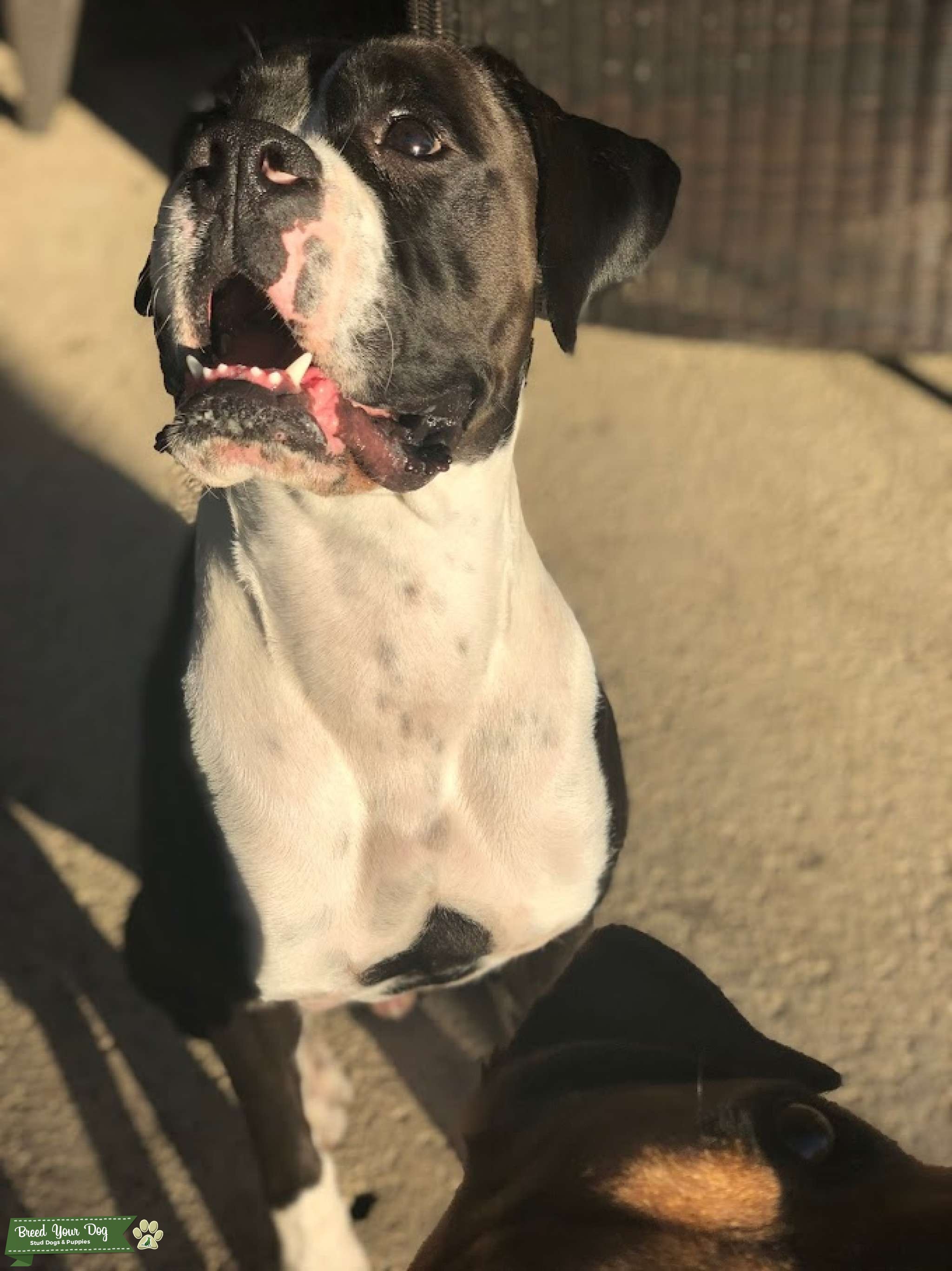 What Is A Sealed Boxer