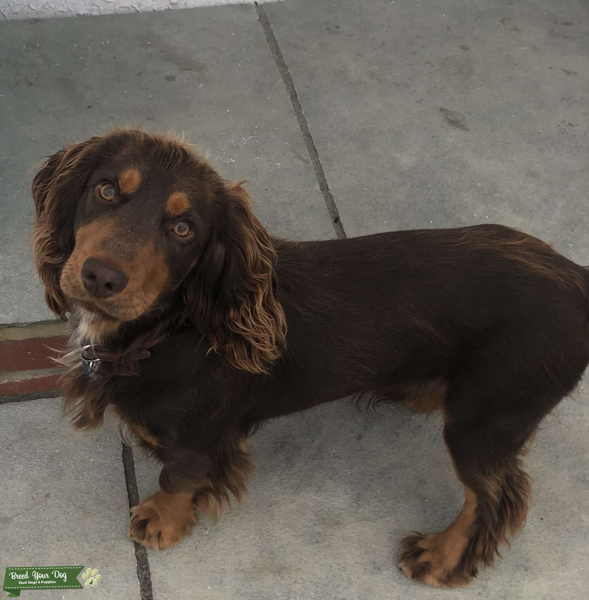 Cocker spaniel - Stud Dog in Wokingham , United Kingdom | Breed Your Dog