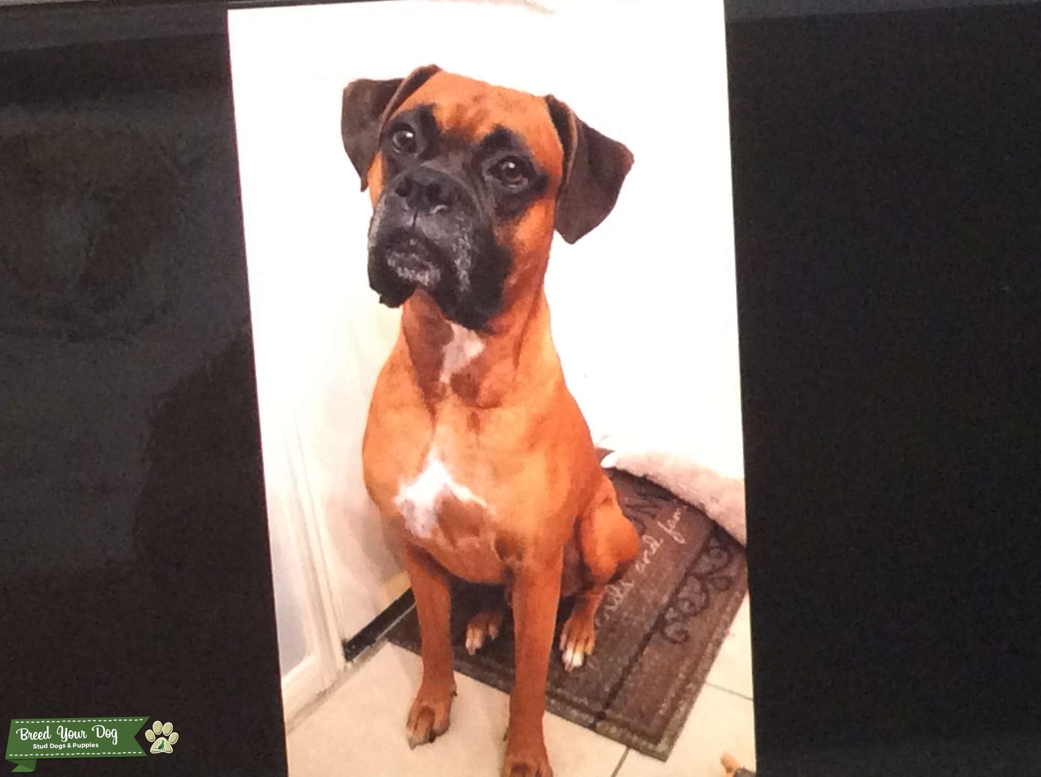 Male Boxer stud looking for purebred boxer female - Stud Dog in Houston ...