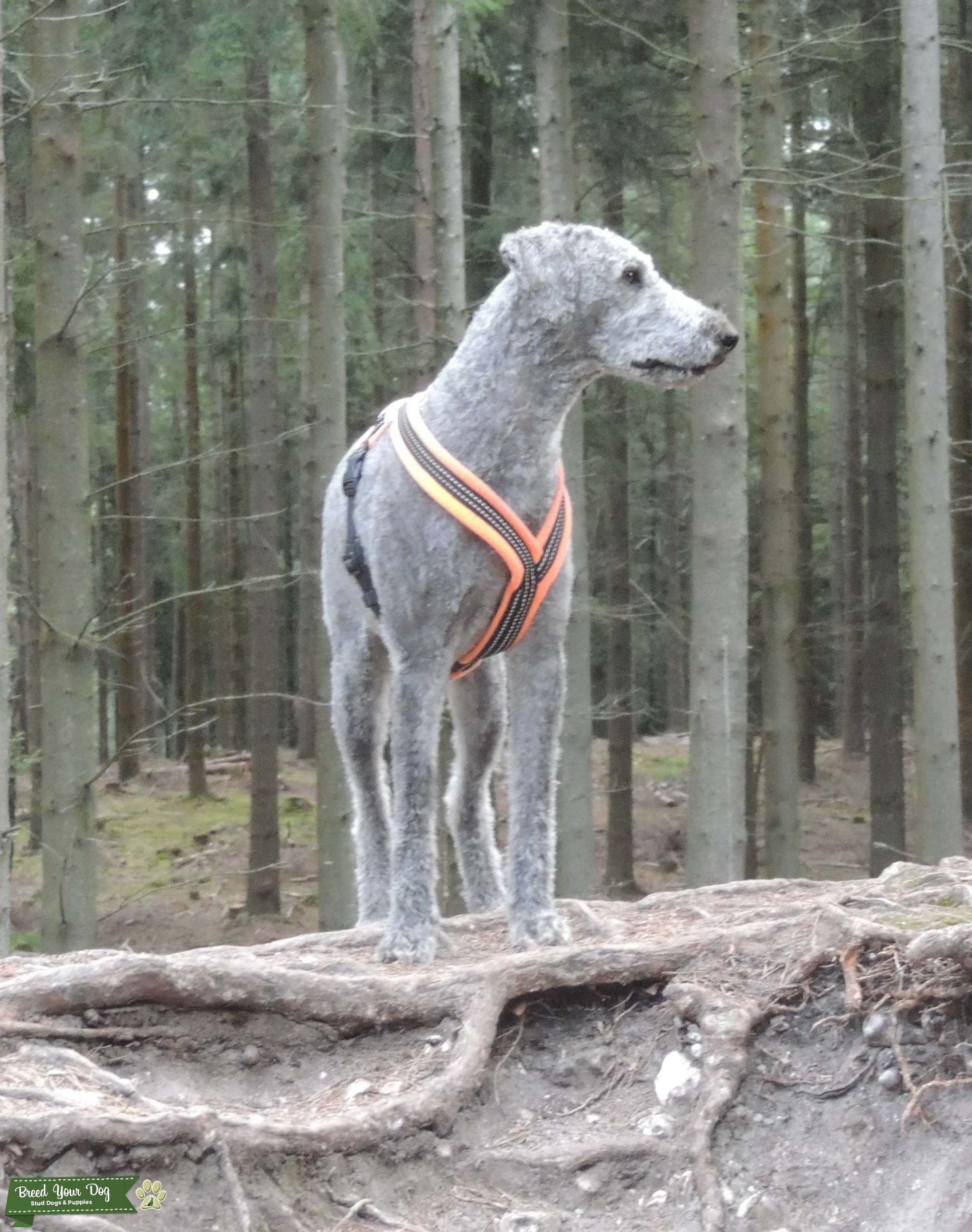 Bedlington X Whippet
