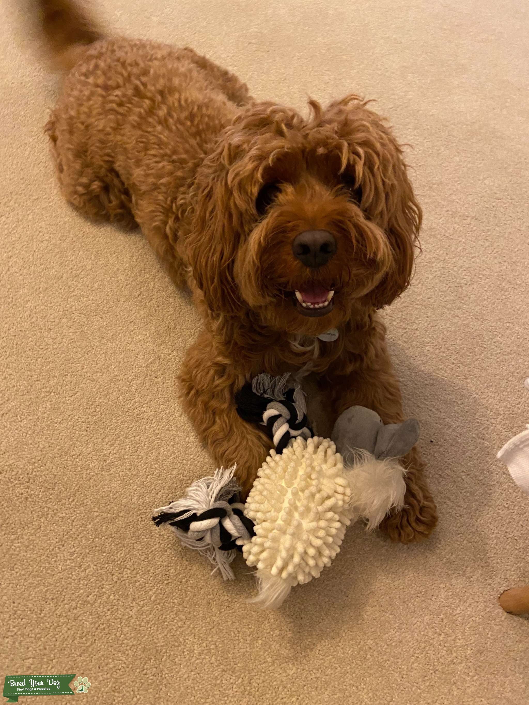 Red F1 Cavapoo stud - Stud Dog in London, the United States | Breed ...