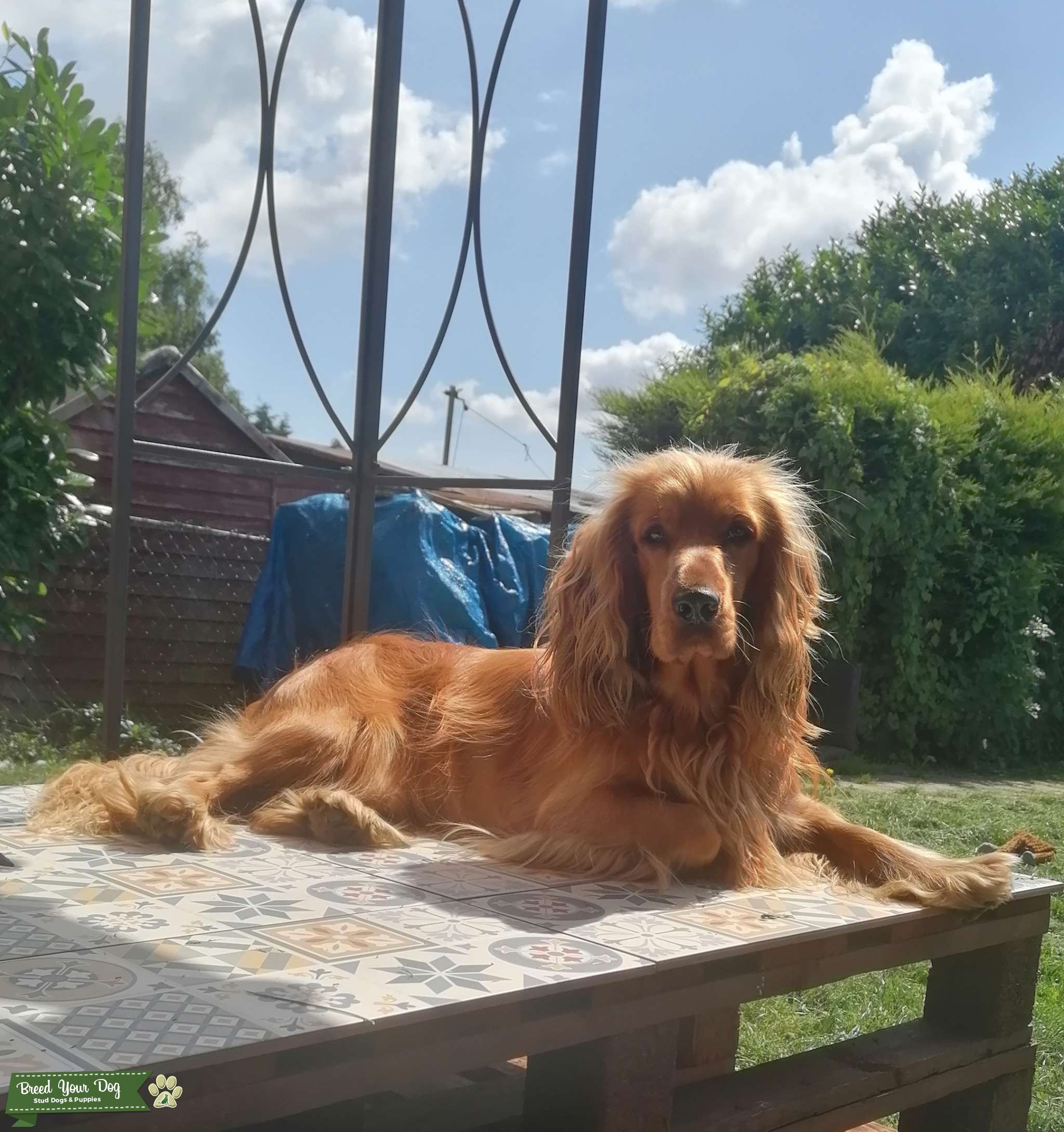 Beautiful Cocker spaniel - Stud Dog in Wales, Australia | Breed Your Dog