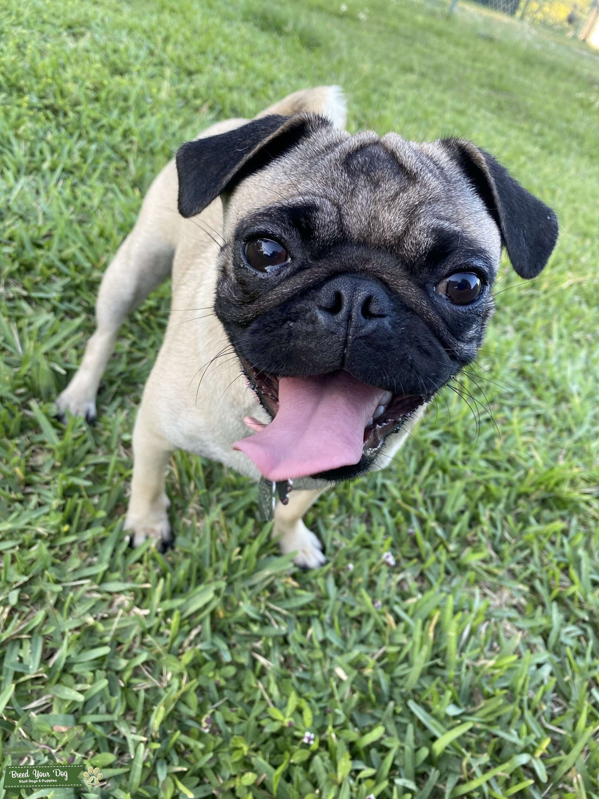 Pure Fawn Pug AKC - Stud Dog Saint Petersburg, Florida - Breed Your Dog