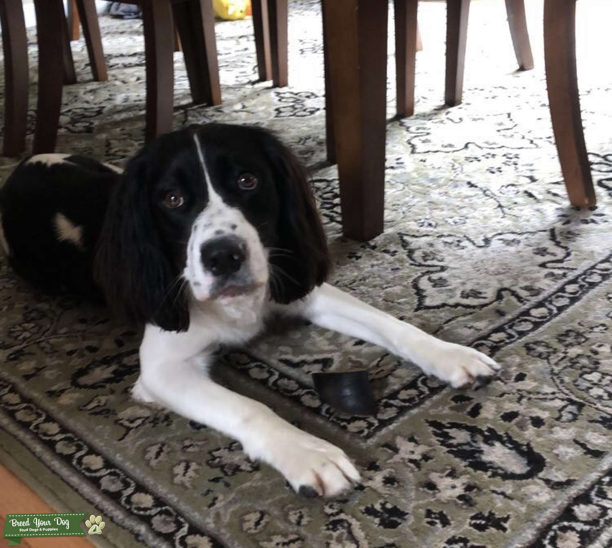 AKC English Springer Spaniel - Stud Dog DC - Breed Your Dog