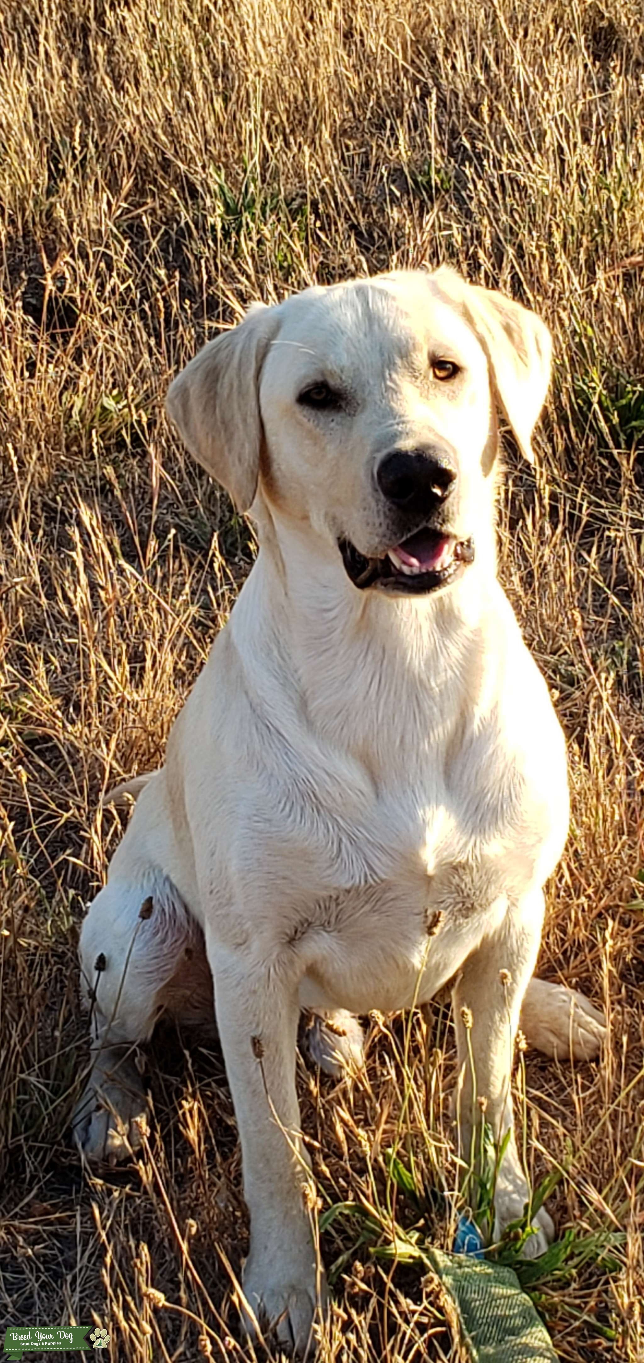 Short-legged English labrador - Stud Dog in OR, the United States ...