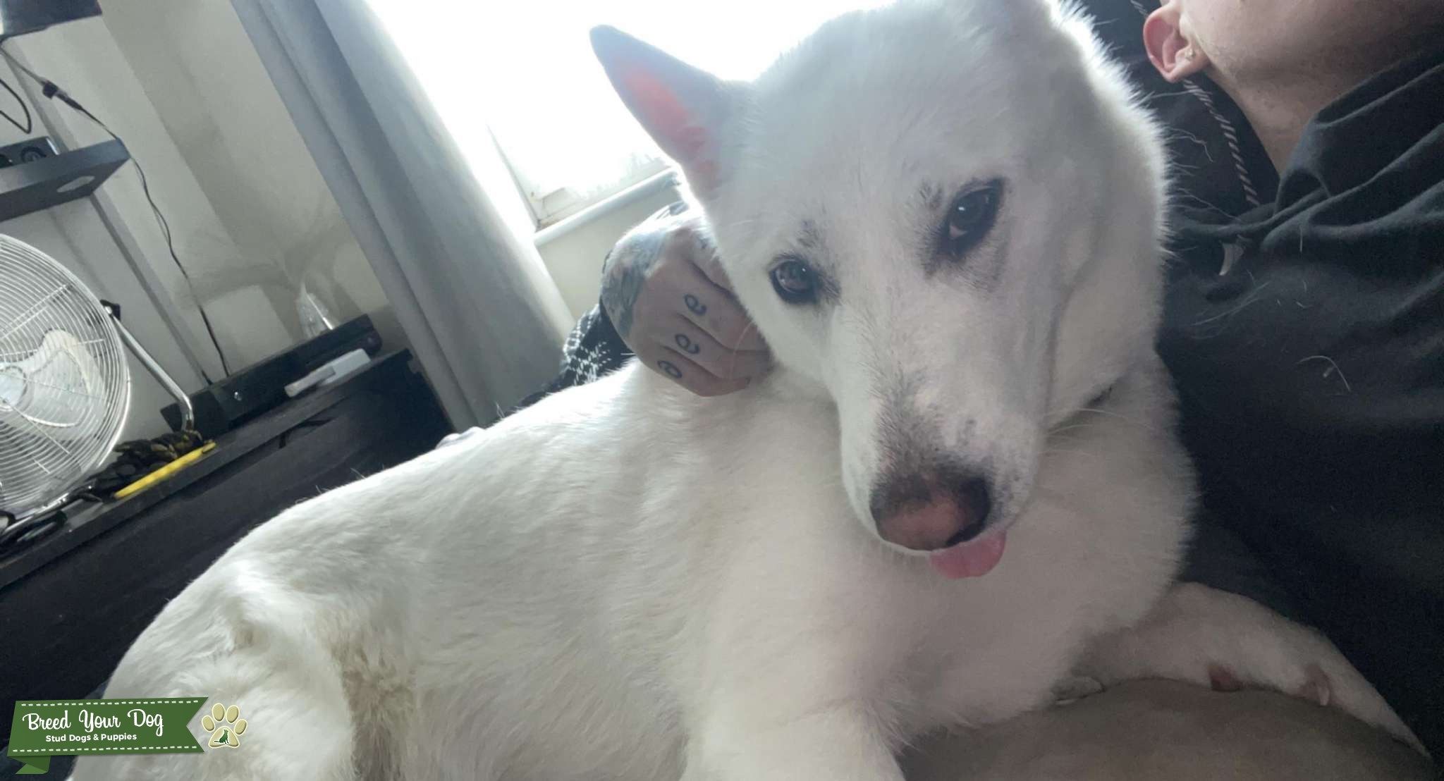 Pure white Siberian Husky - Stud Dog in Derbyshire, United States ...