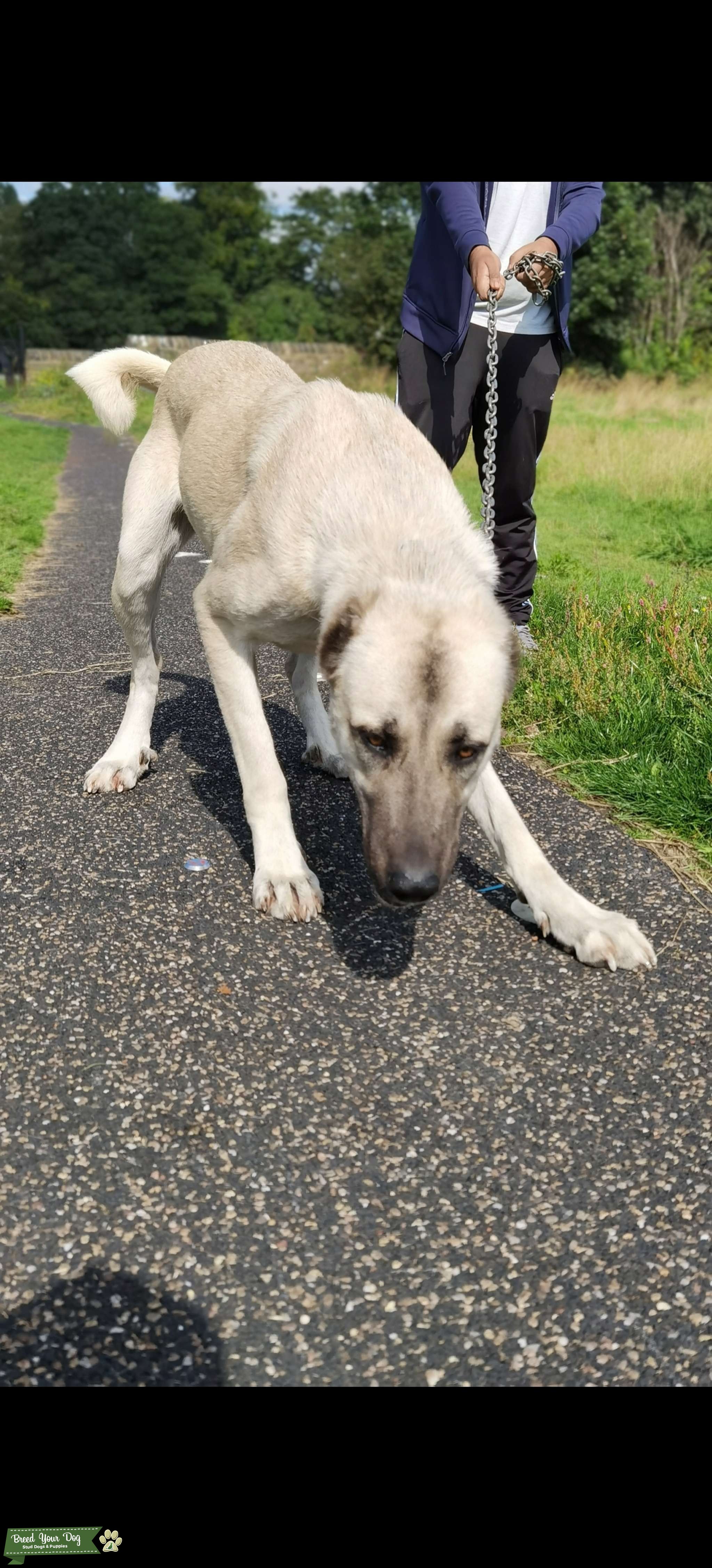 Pure Sivas Hunter Kangal Female - Stud Dog West Yorkshire - Breed Your Dog
