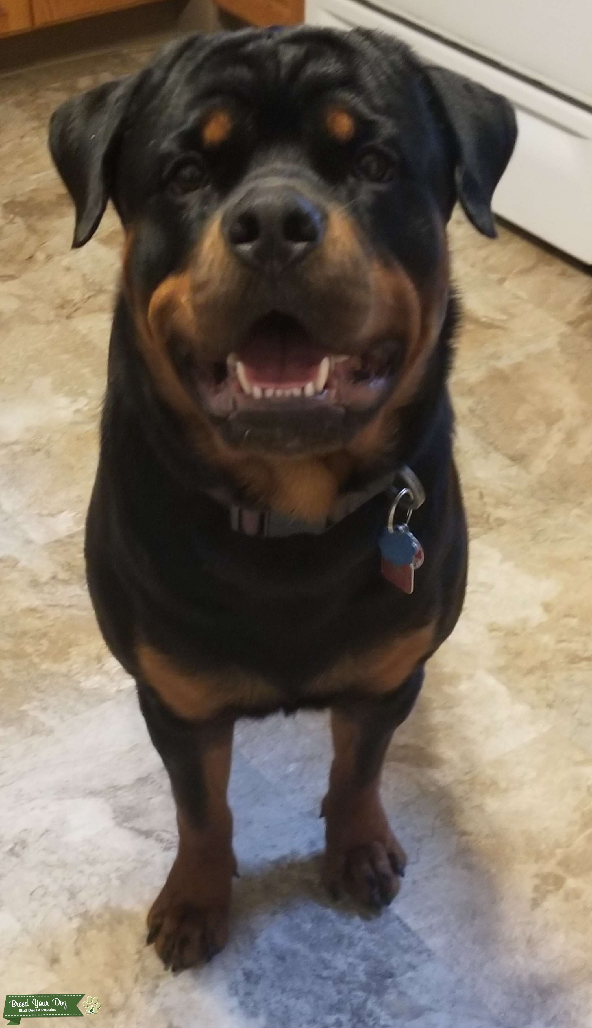 Young Rottweiler Stud - Stud Dog in Massachusetts , United States ...