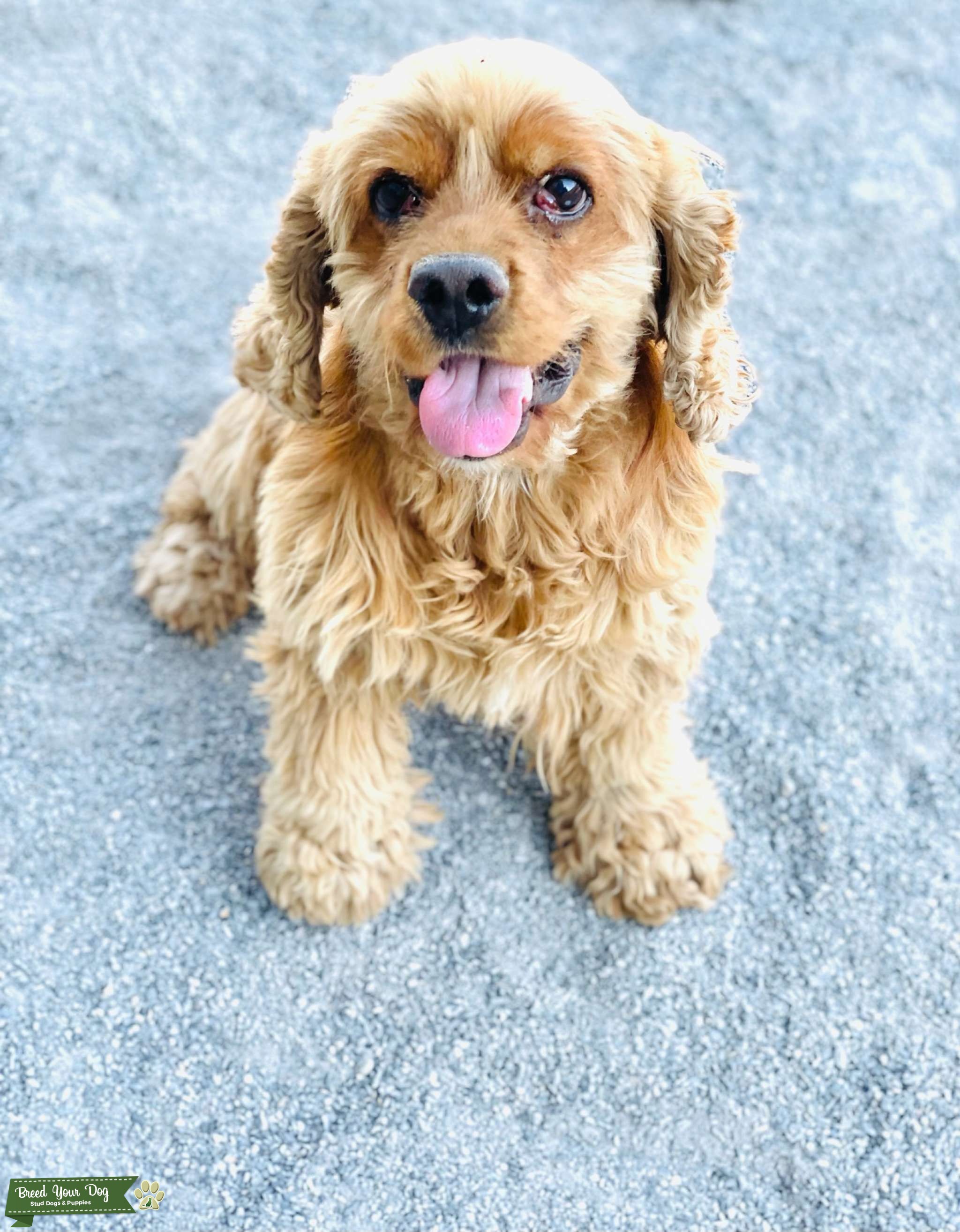 American Cocker Spaniel - Stud Dog in West, the United States | Breed ...