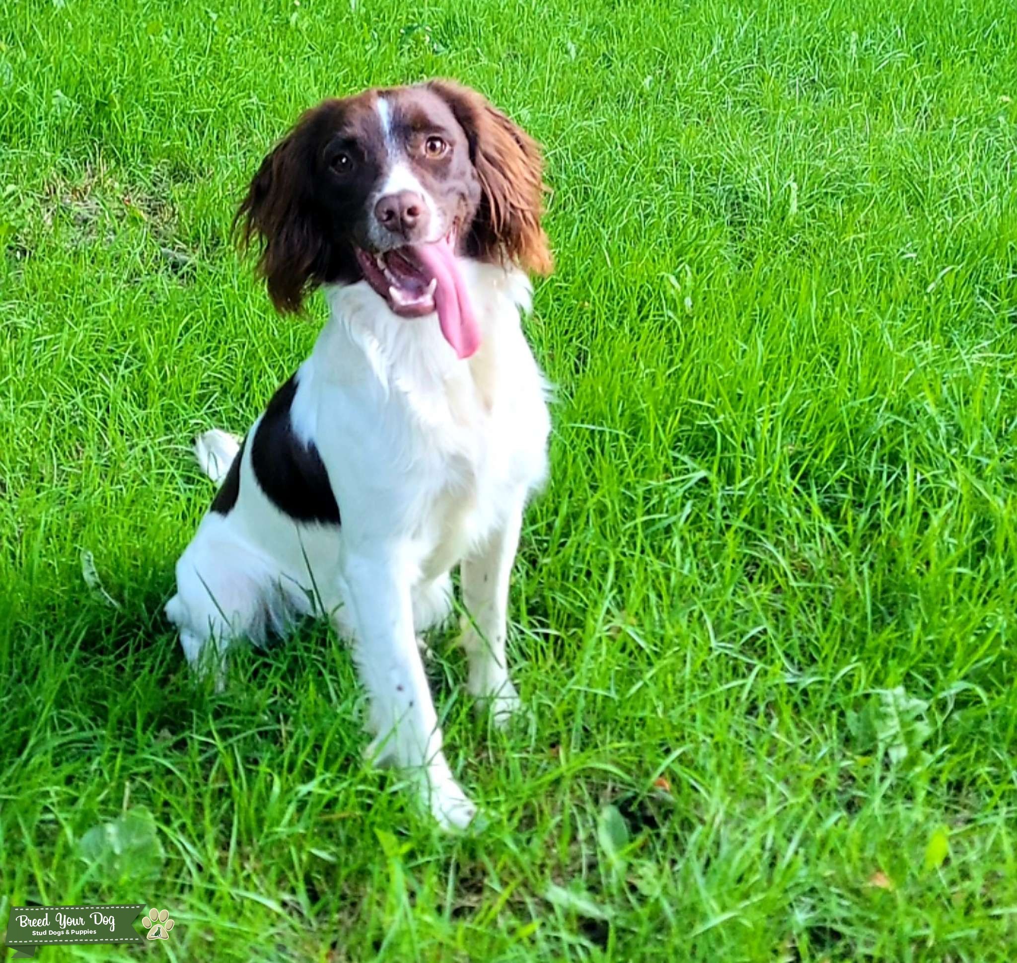 English springer spaniel - Stud Dog in Hampshire , the United States ...