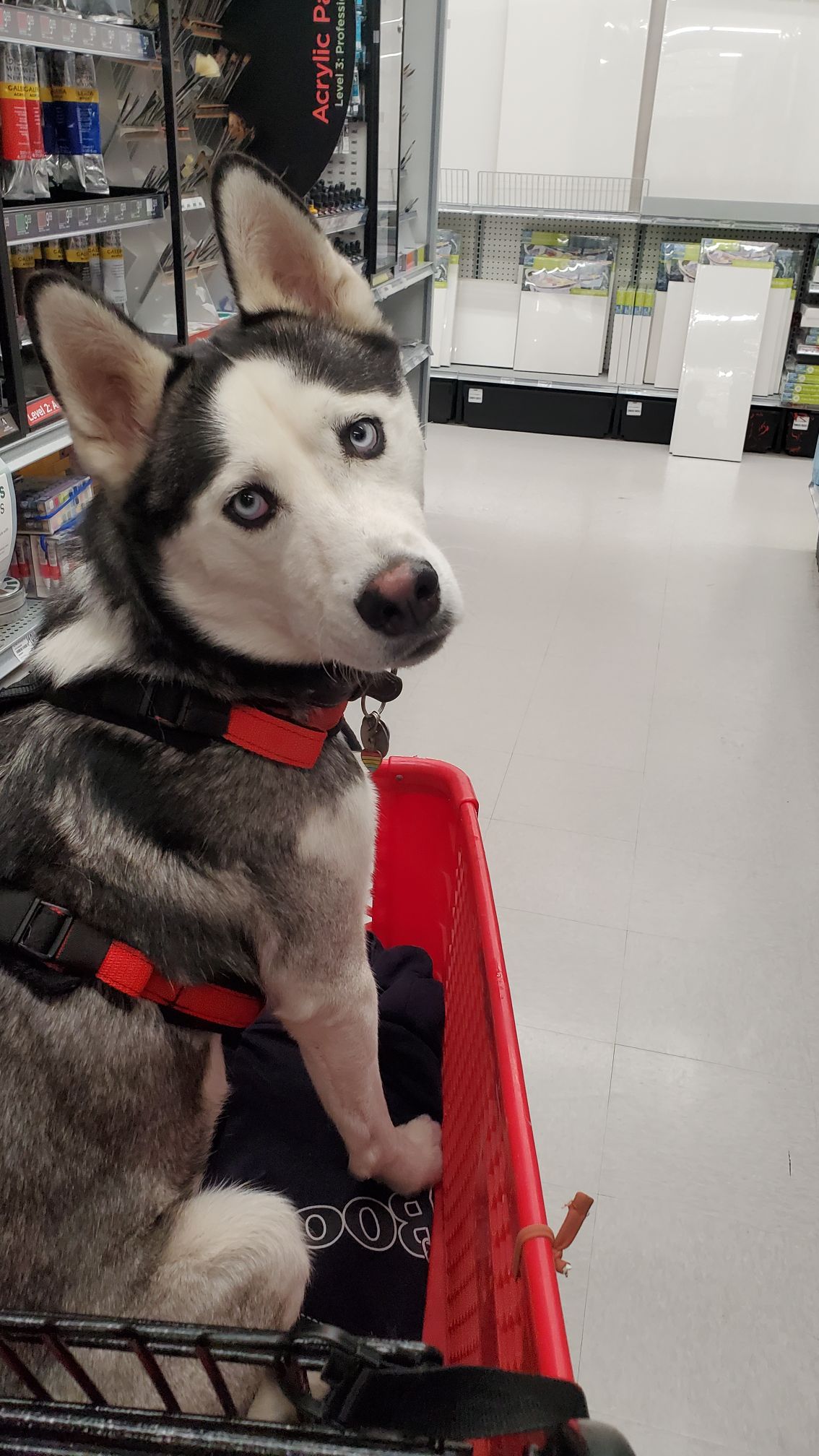 Tri Colored Siberian Husky - Stud Dog in San Deigo, United States ...