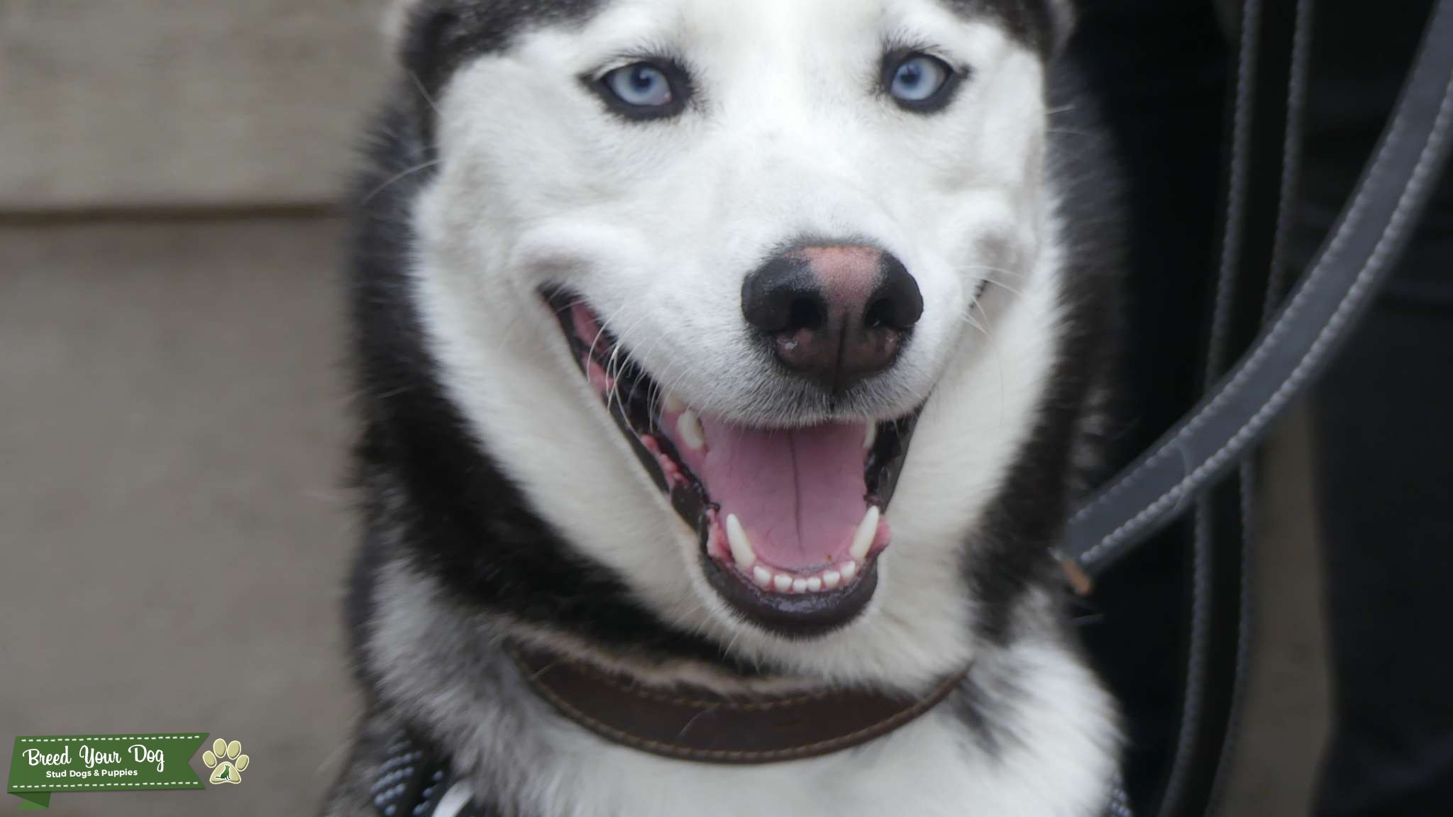 Tri Colored Siberian Husky - Stud Dog in San Deigo, the United States ...