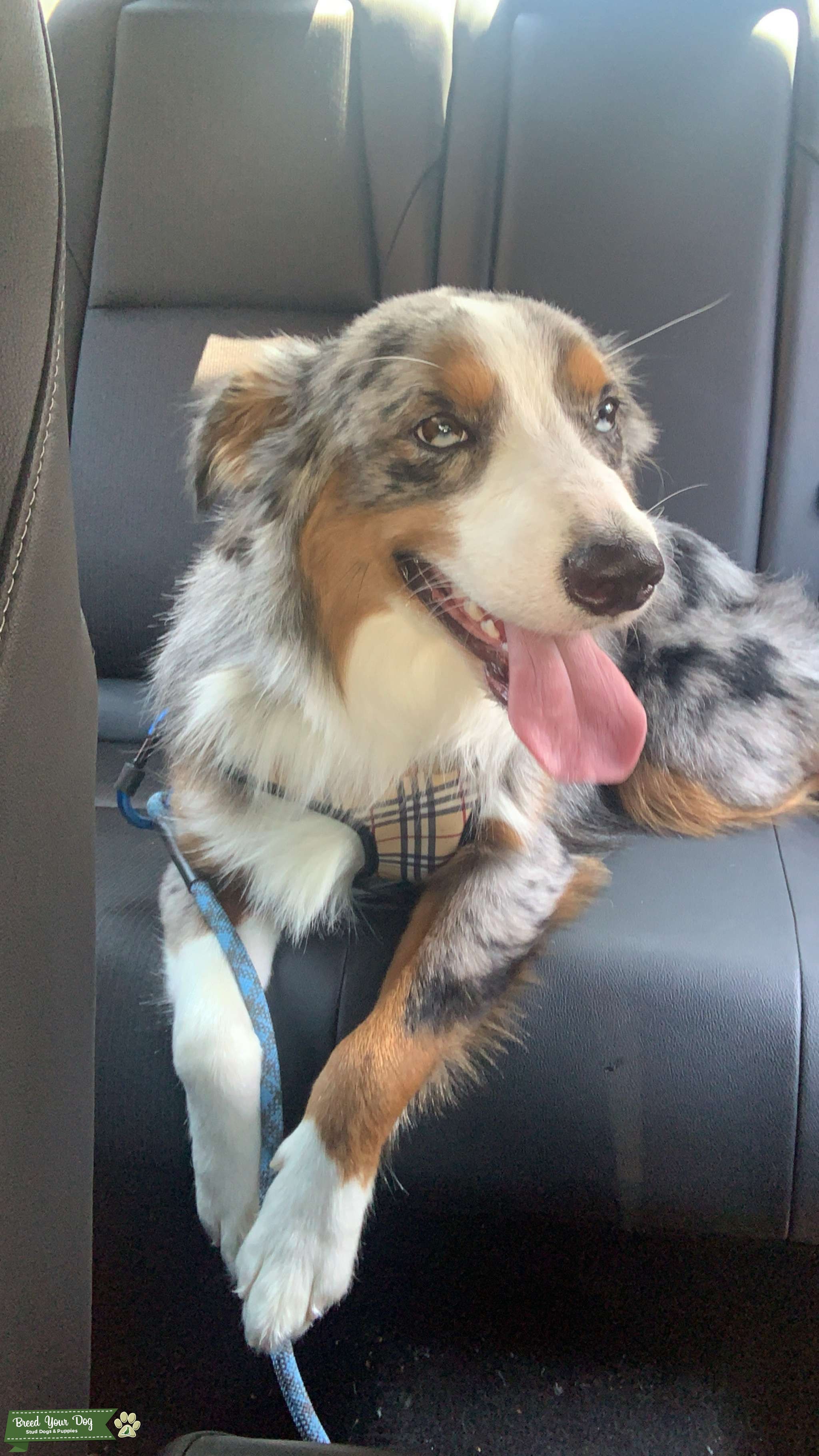 Blue Merle Mini Australian Shepard - Stud Dog in Harlem, the United ...