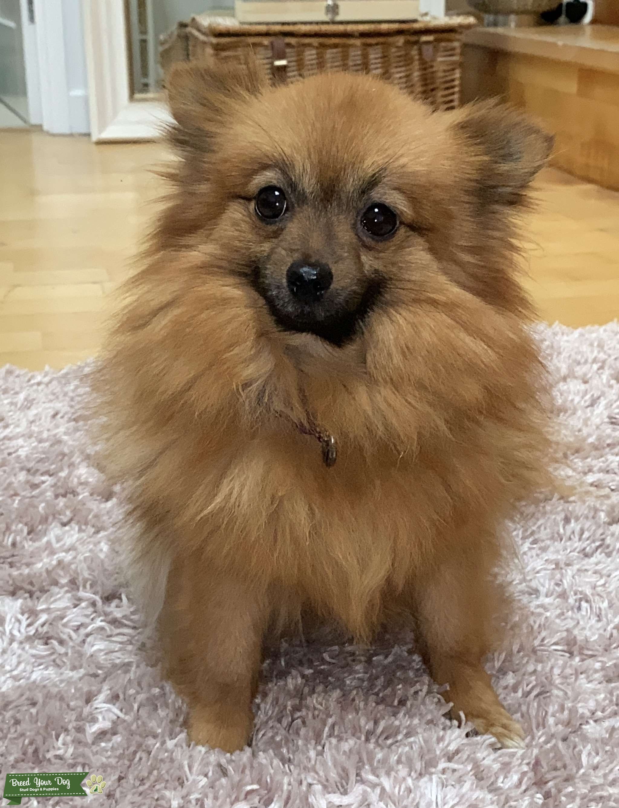 Pomeranian - Light Brown/Ginger - Stud Dog in Berkshire, United States ...