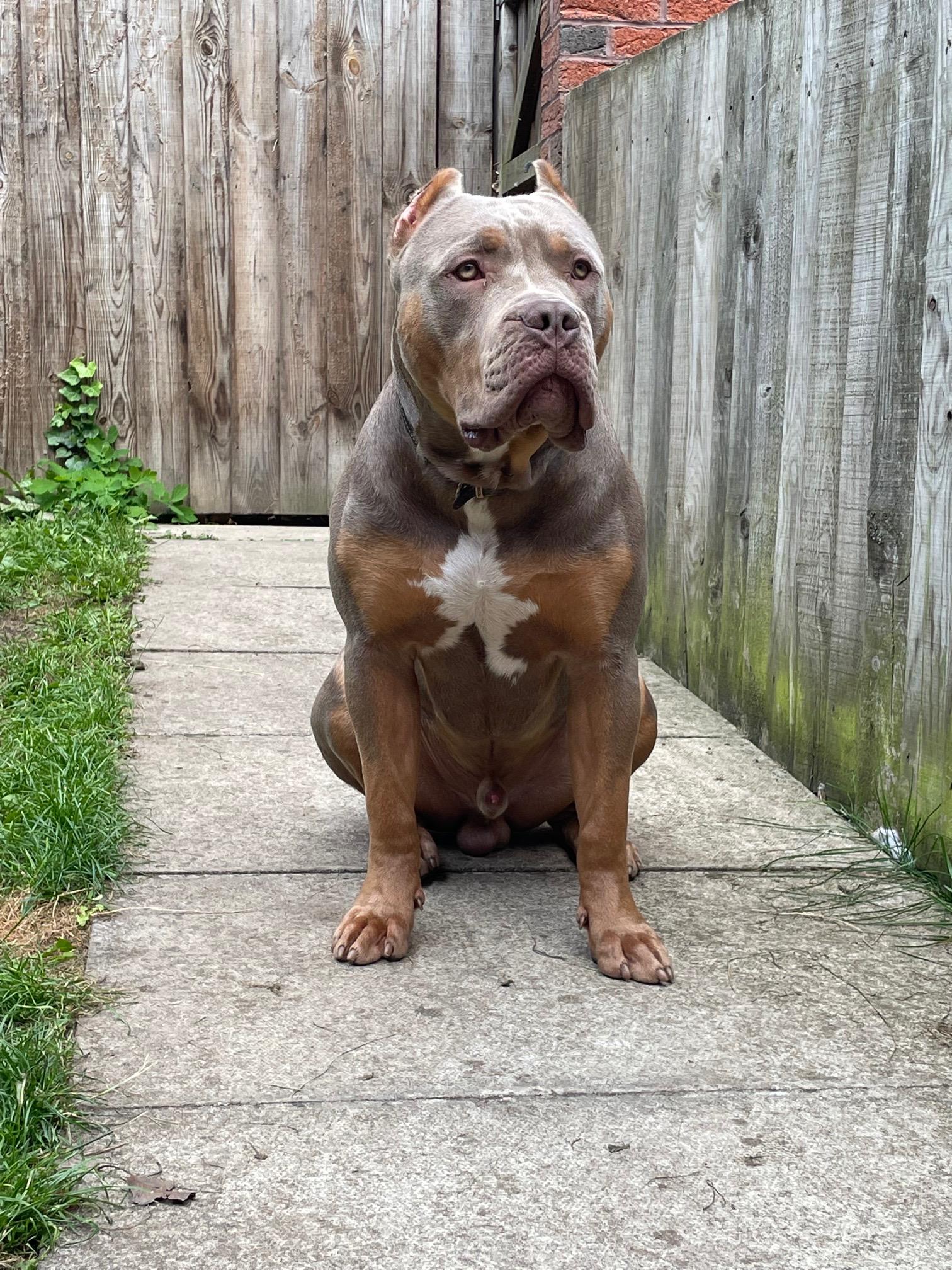Lilac tri XL bully - Stud Dog in Yorkshire, United Kingdom | Breed Your Dog