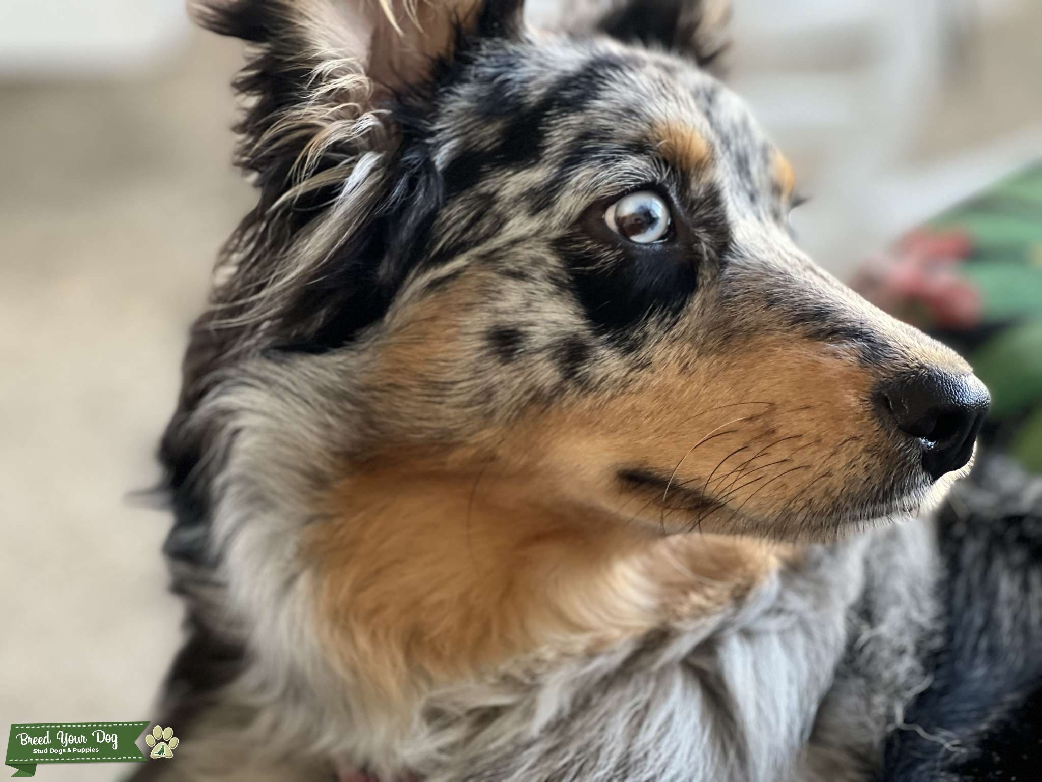 Female Australian Shepherd - Stud Dog in south Carolina , the United ...