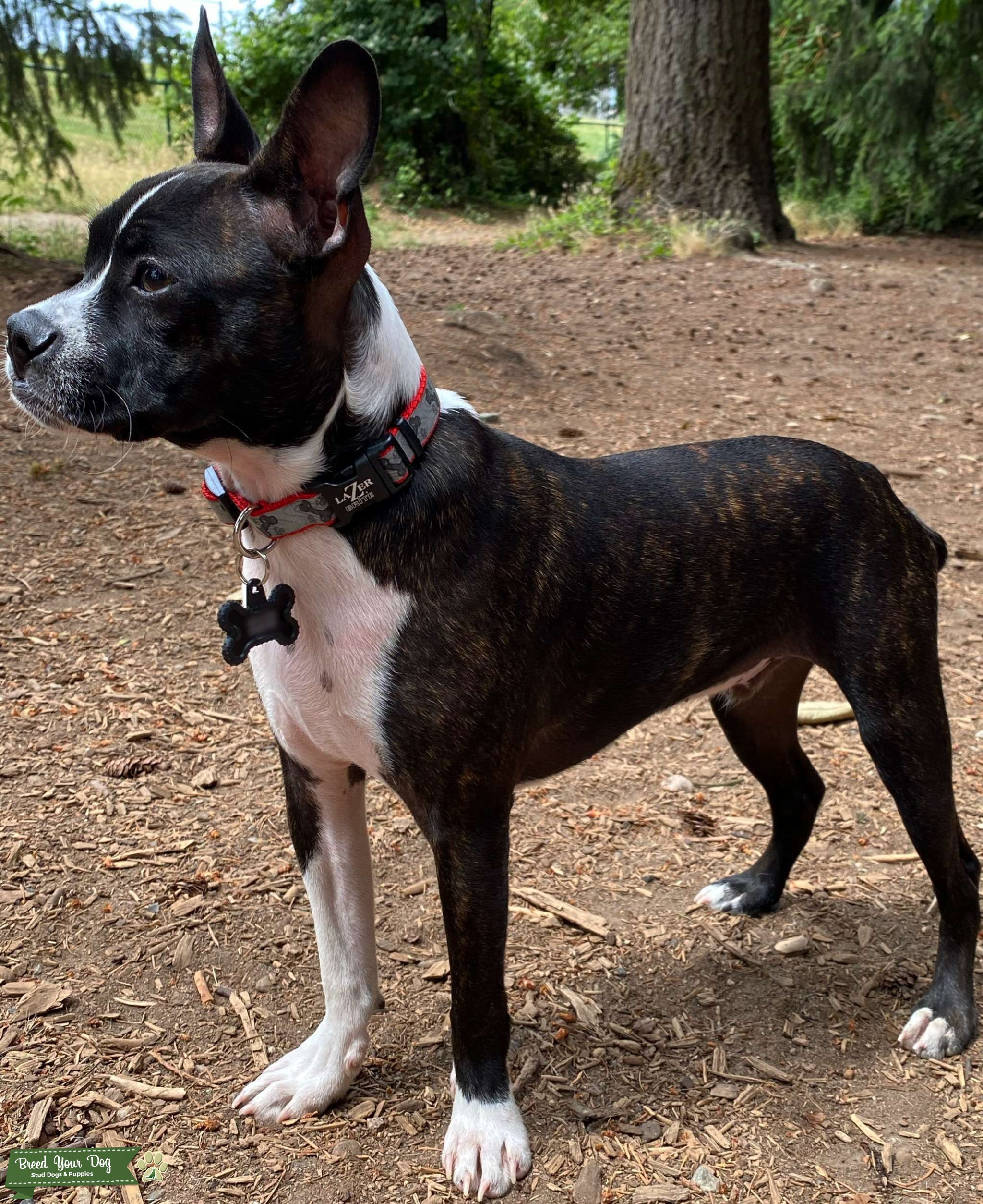 Boston Terrier mix - Stud Dog in Washington , the United States | Breed ...